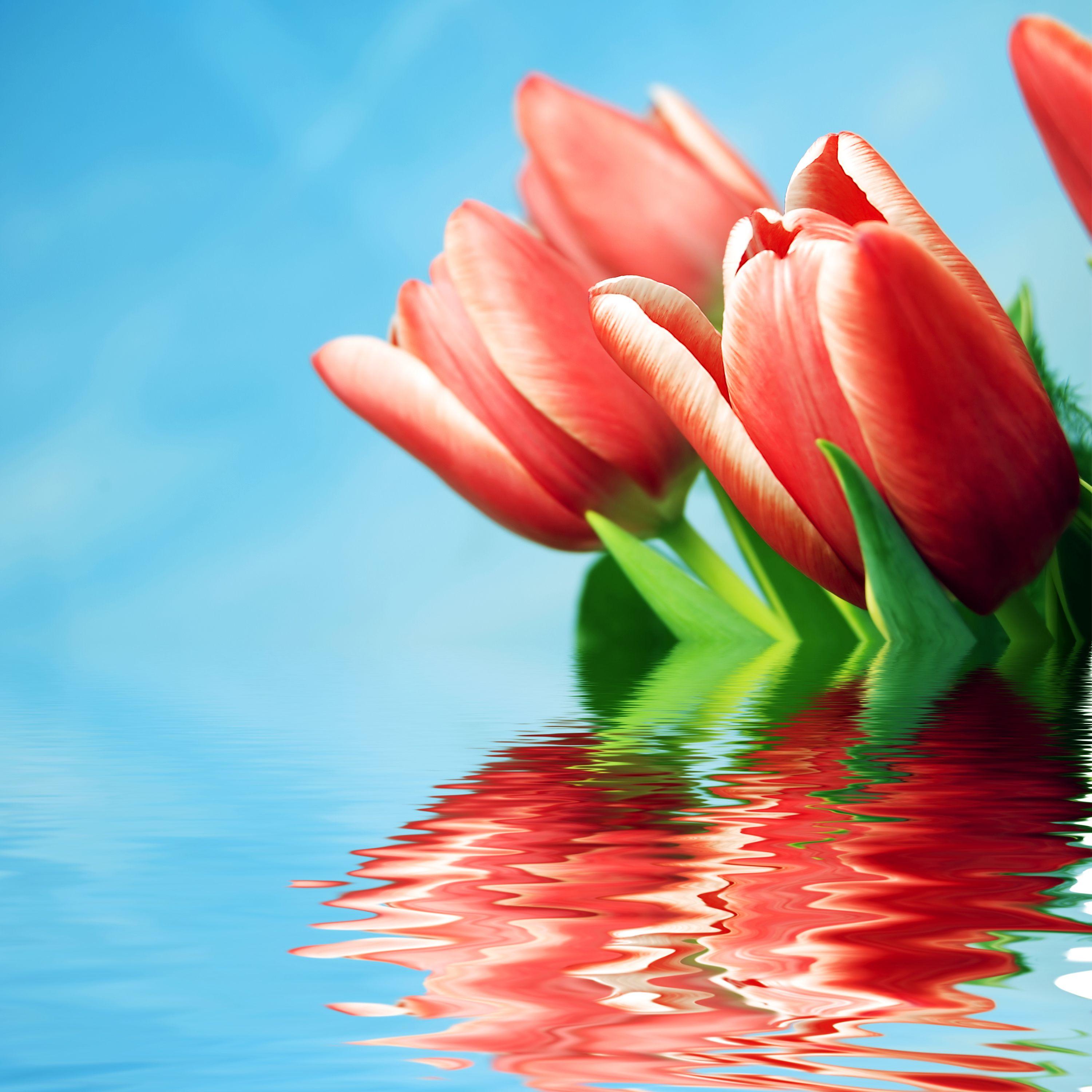 3000X3000 Flowers Wallpapers - Top Free 3000X3000 Flowers Backgrounds ...