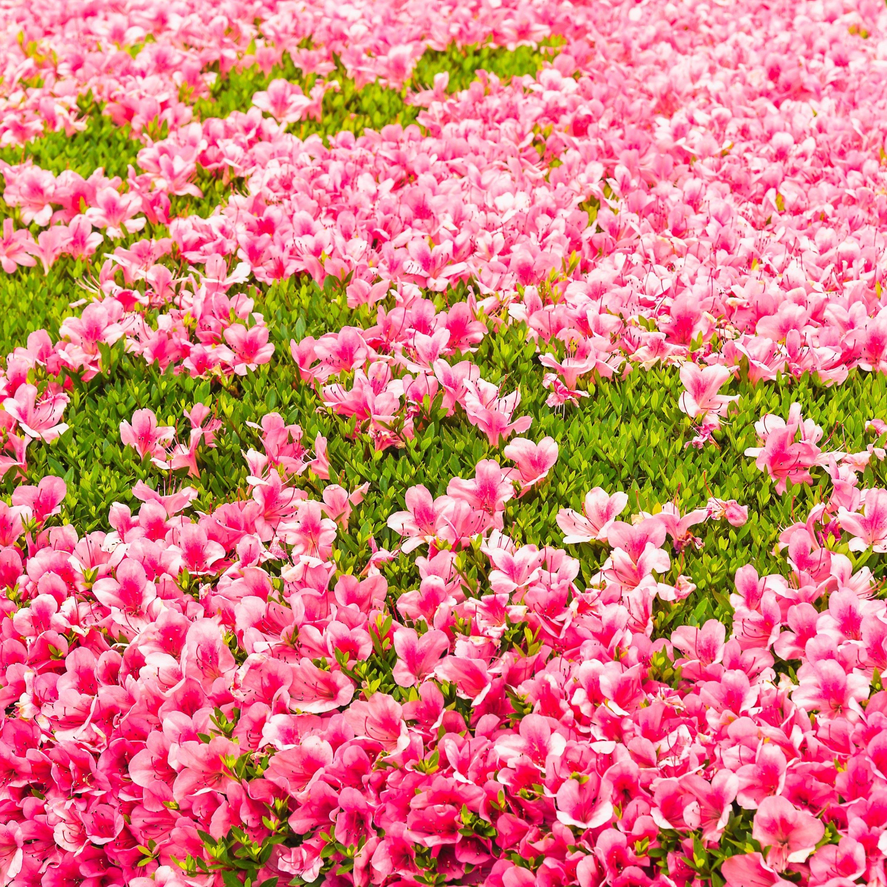 3000X3000 Flowers Wallpapers - Top Free 3000X3000 Flowers Backgrounds ...