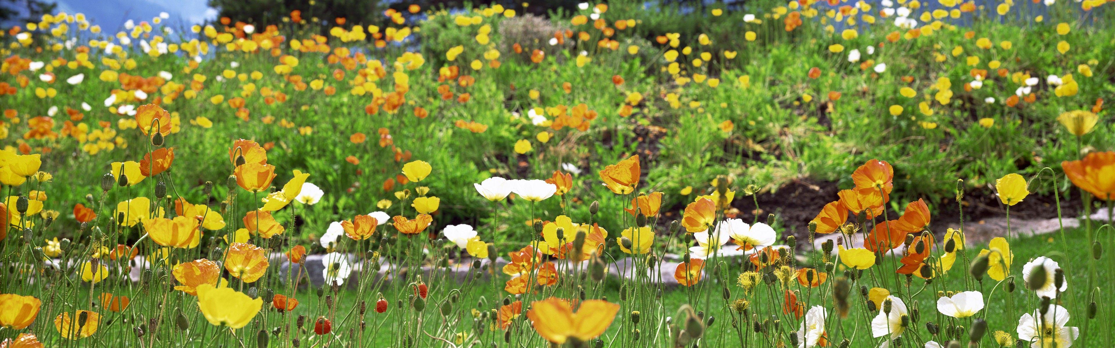 Spring Dual Screen Wallpapers - Top Free Spring Dual Screen Backgrounds ...