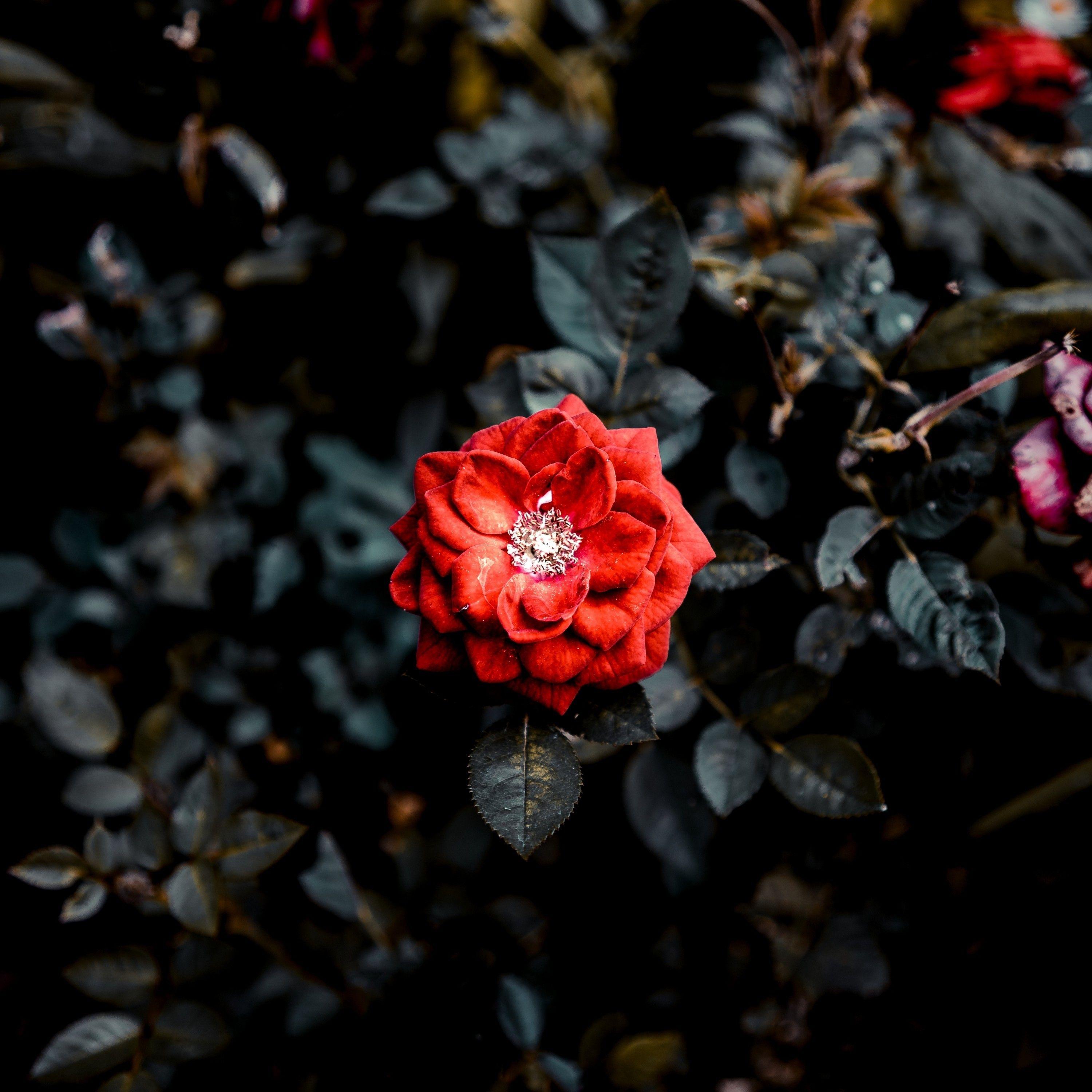 3000X3000 Flowers Wallpapers - Top Free 3000X3000 Flowers Backgrounds ...