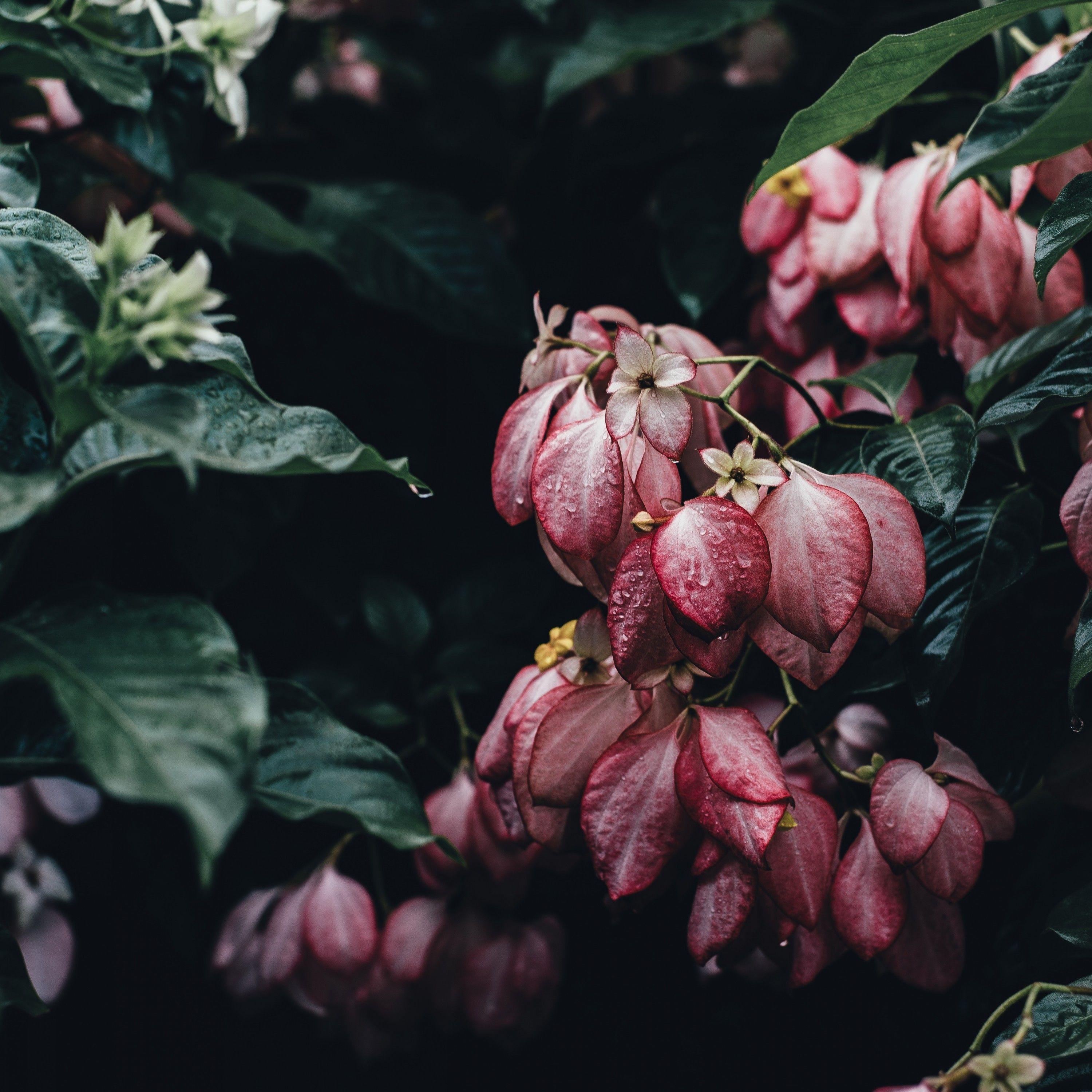 3000X3000 Flowers Wallpapers - Top Free 3000X3000 Flowers Backgrounds ...
