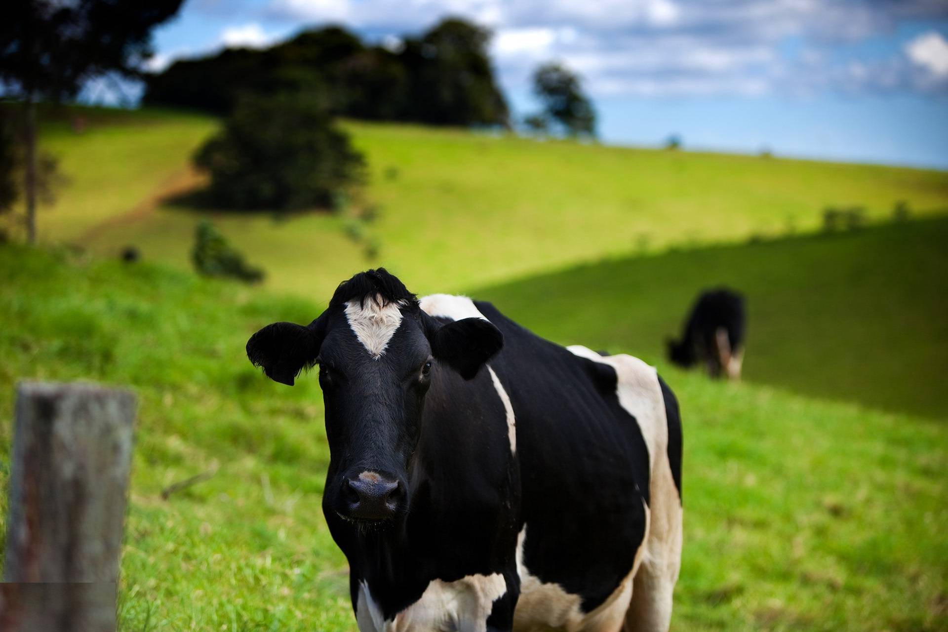 Dairy Cow Wallpapers - Top Free Dairy Cow Backgrounds - WallpaperAccess