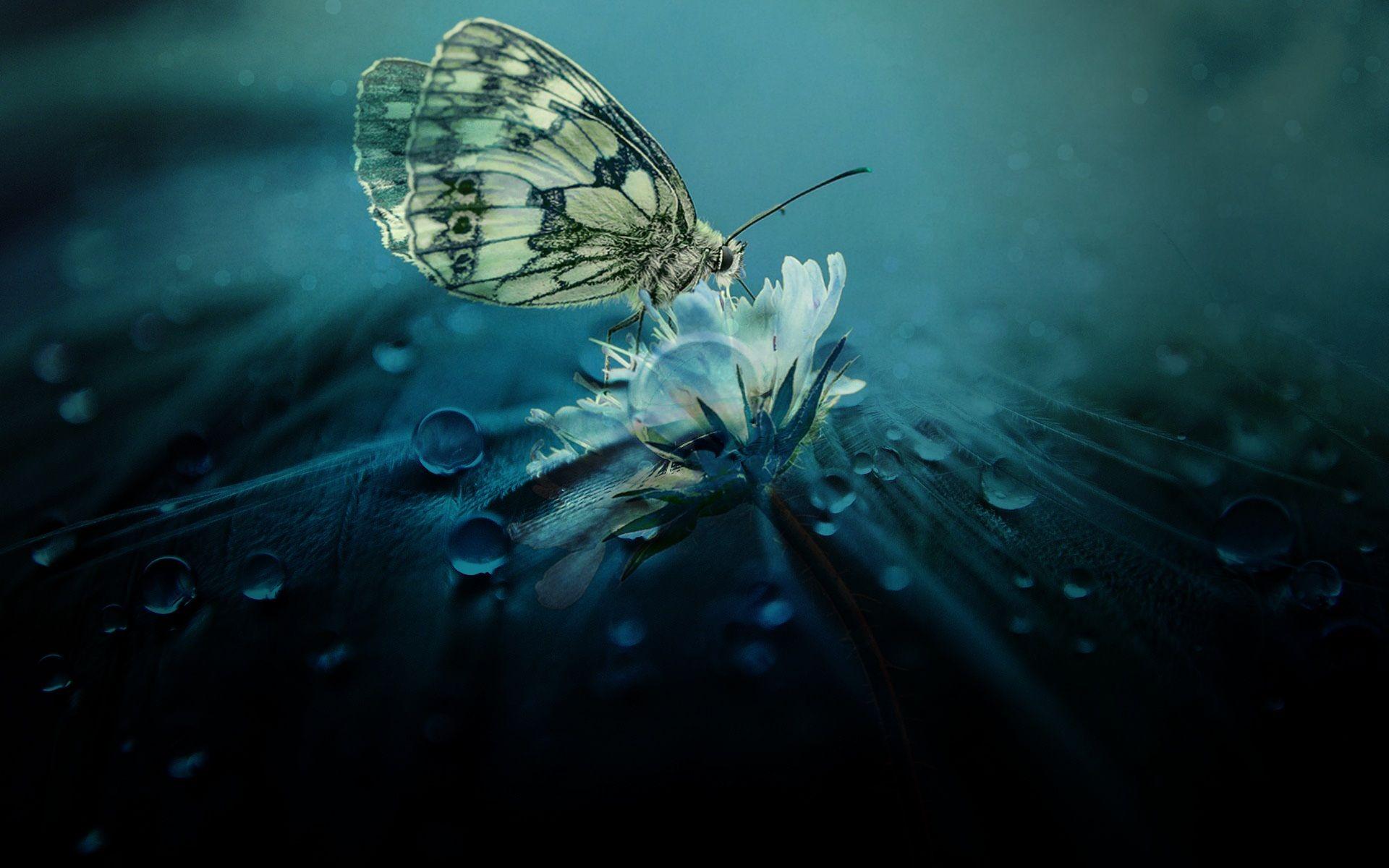 Amazing Nature Butterfly Wallpapers - Top Free Amazing Nature Butterfly ...