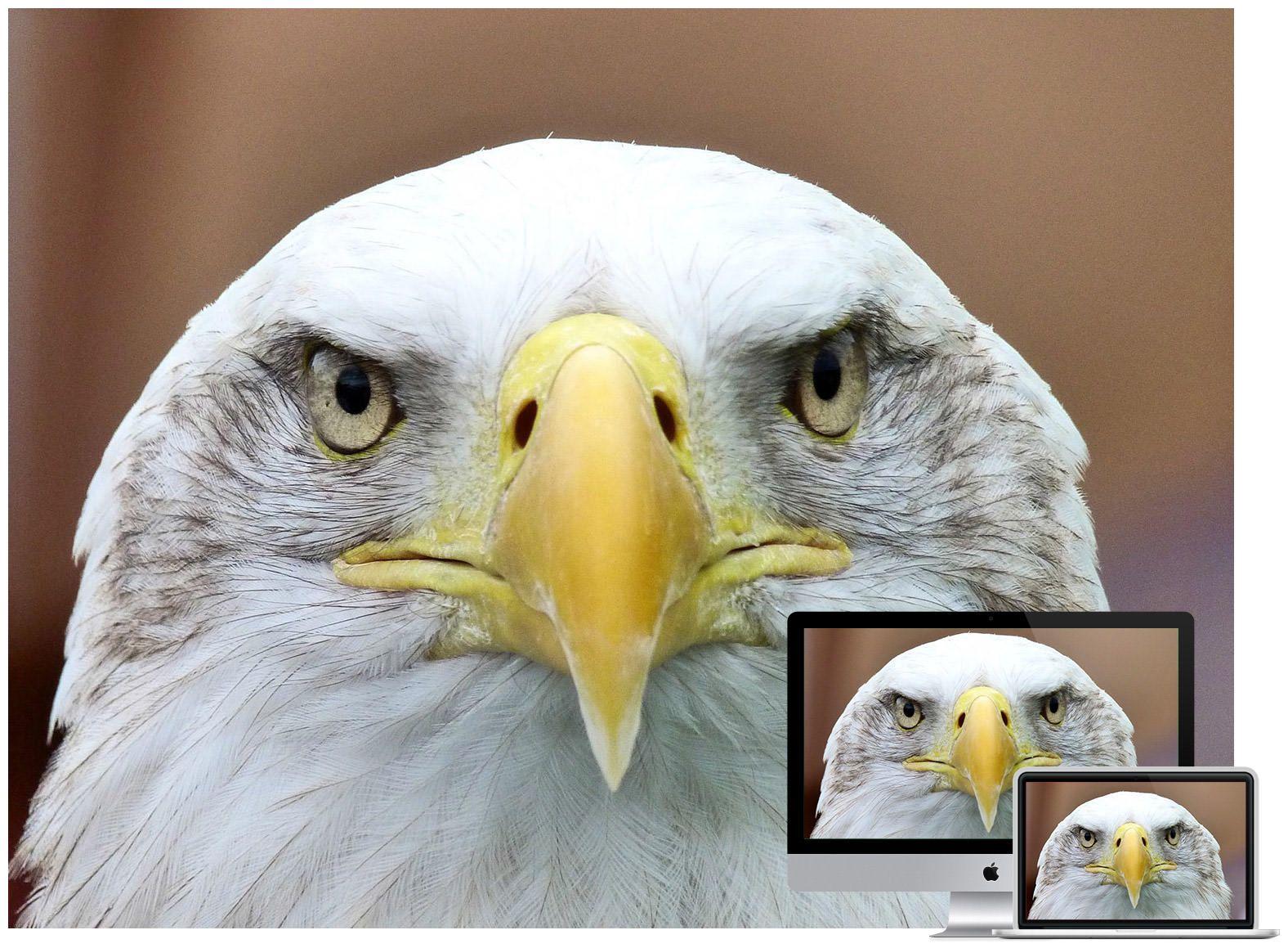 Amazing Birds Wallpapers - Top Free Amazing Birds Backgrounds ...