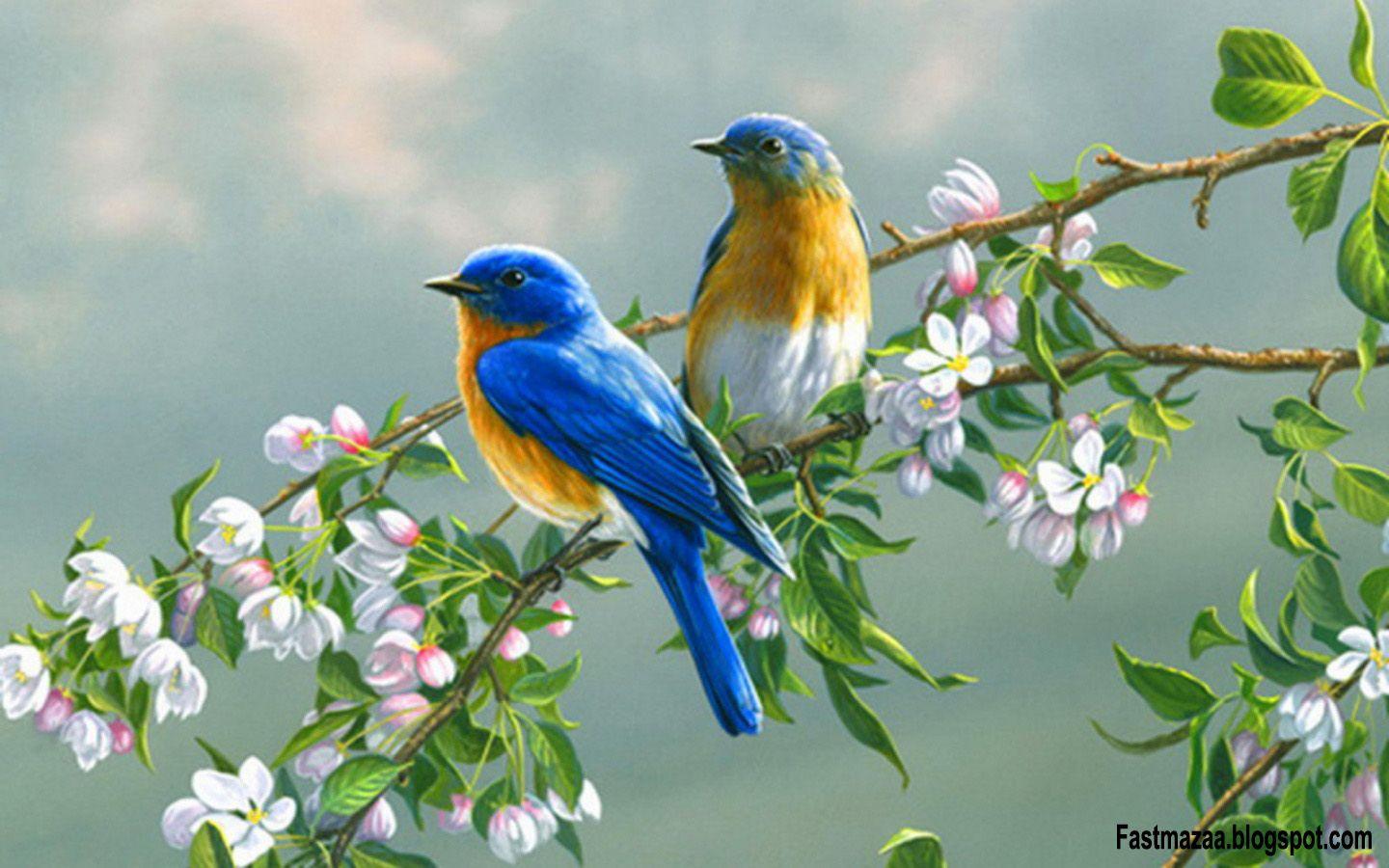 Amazing Birds Wallpapers - Top Free Amazing Birds Backgrounds ...