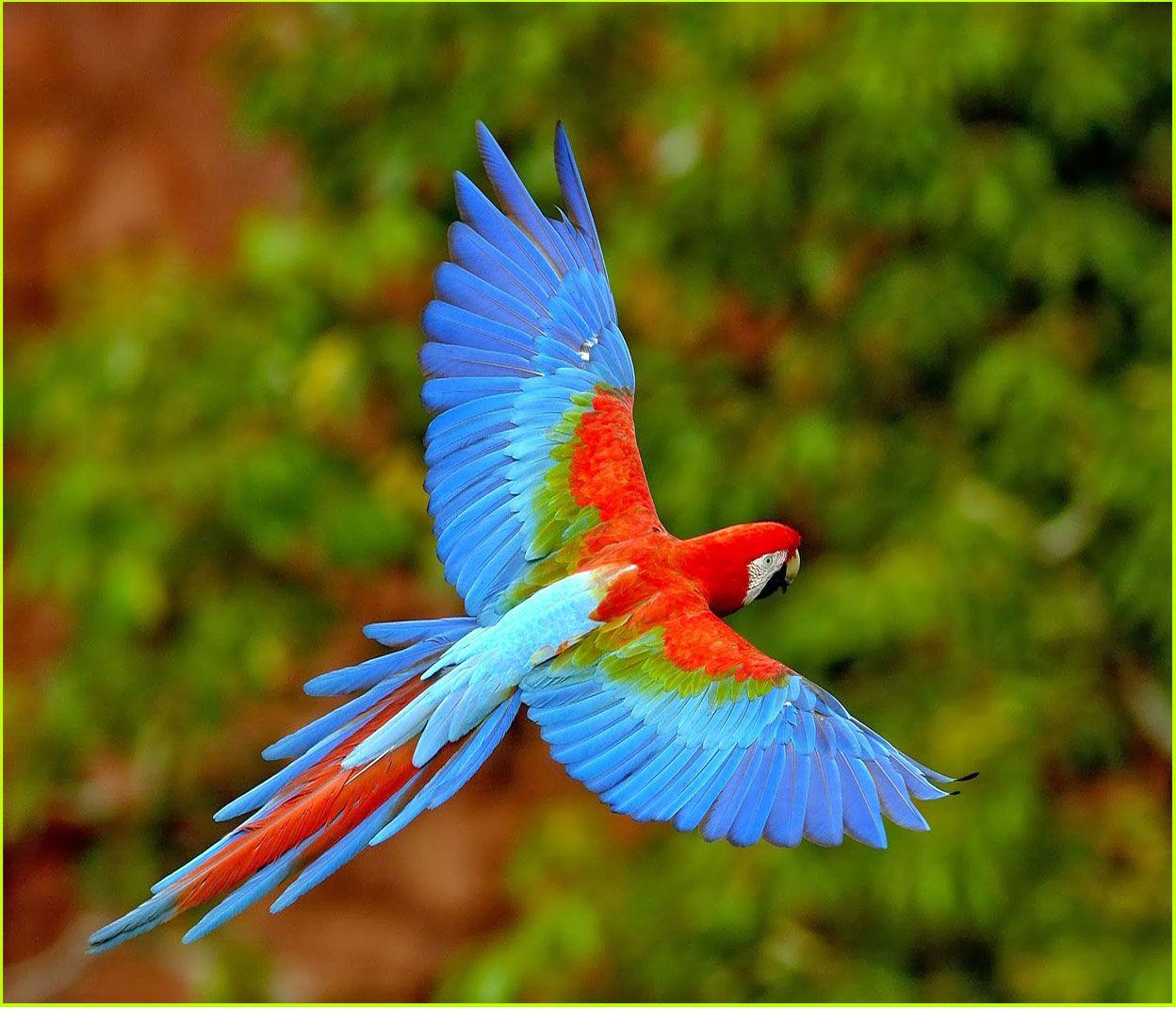 Amazing Birds Wallpapers - Top Free Amazing Birds Backgrounds ...