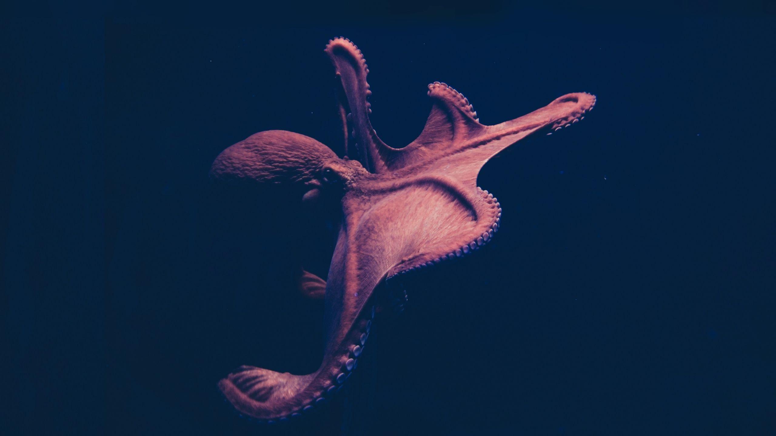 Cute Octopus Wallpapers - Top Free Cute Octopus Backgrounds ...