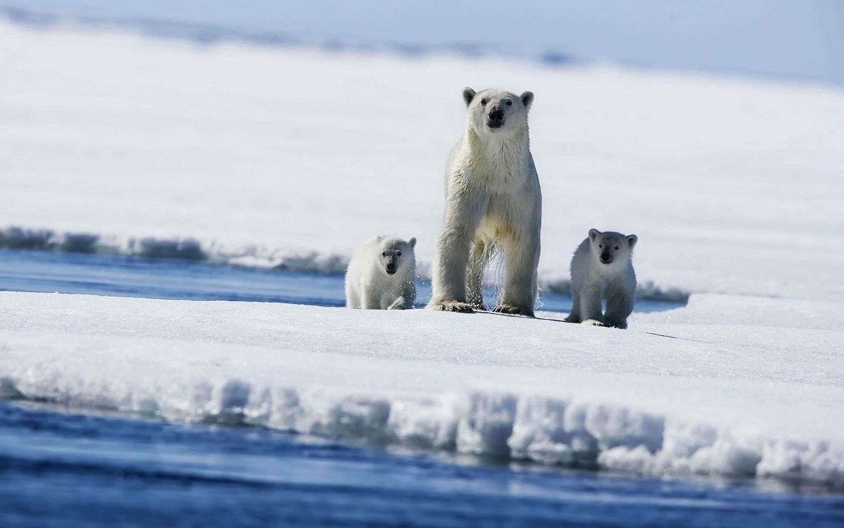 Snow Ocean Wallpapers - Top Free Snow Ocean Backgrounds - WallpaperAccess