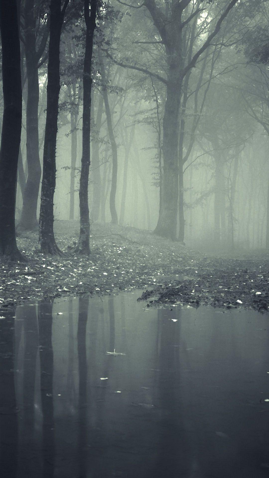 Dark Misty Forest Wallpapers - Top Free Dark Misty Forest Backgrounds ...