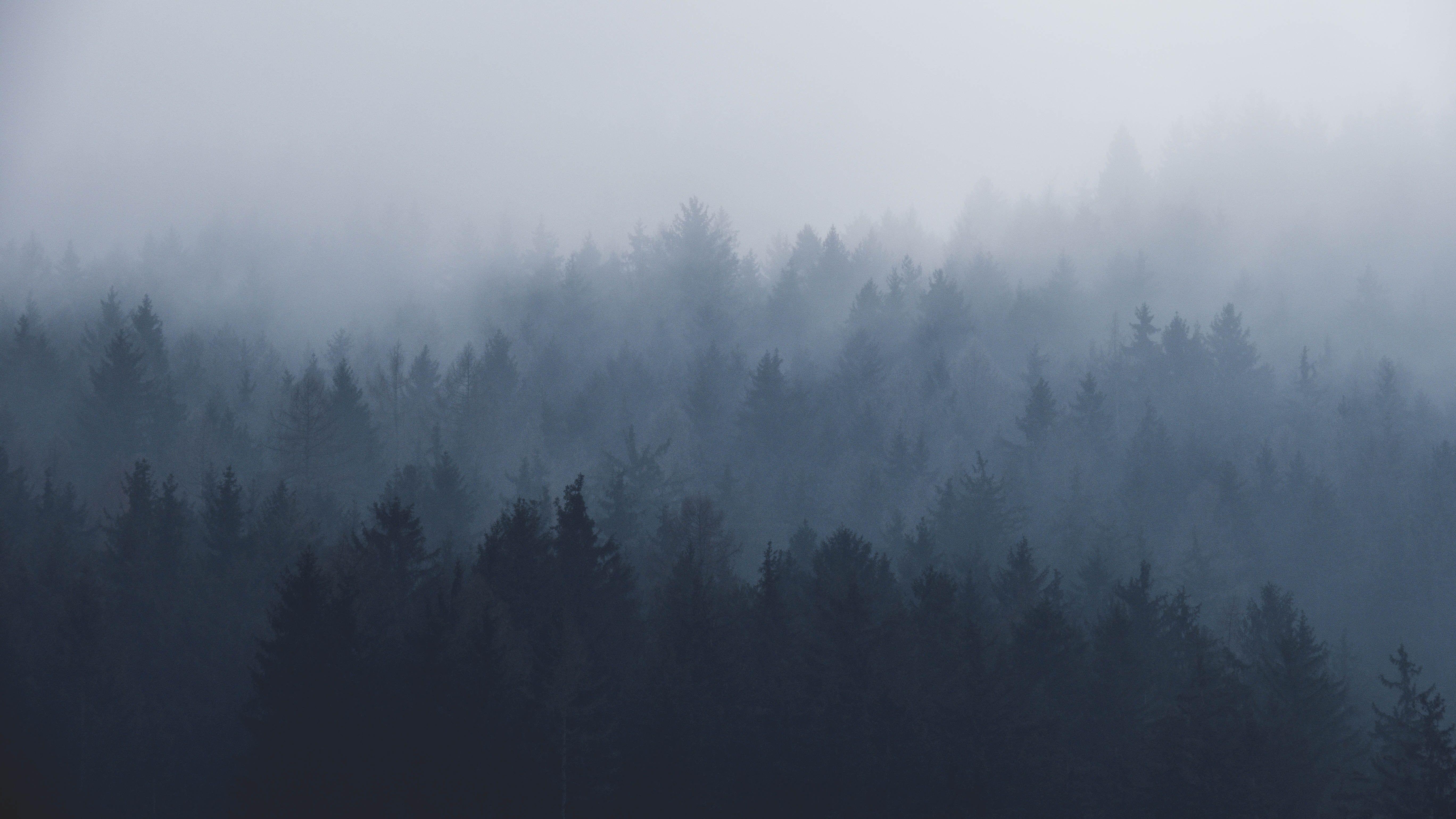 Dark Misty Forest Wallpapers - Top Free Dark Misty Forest Backgrounds ...