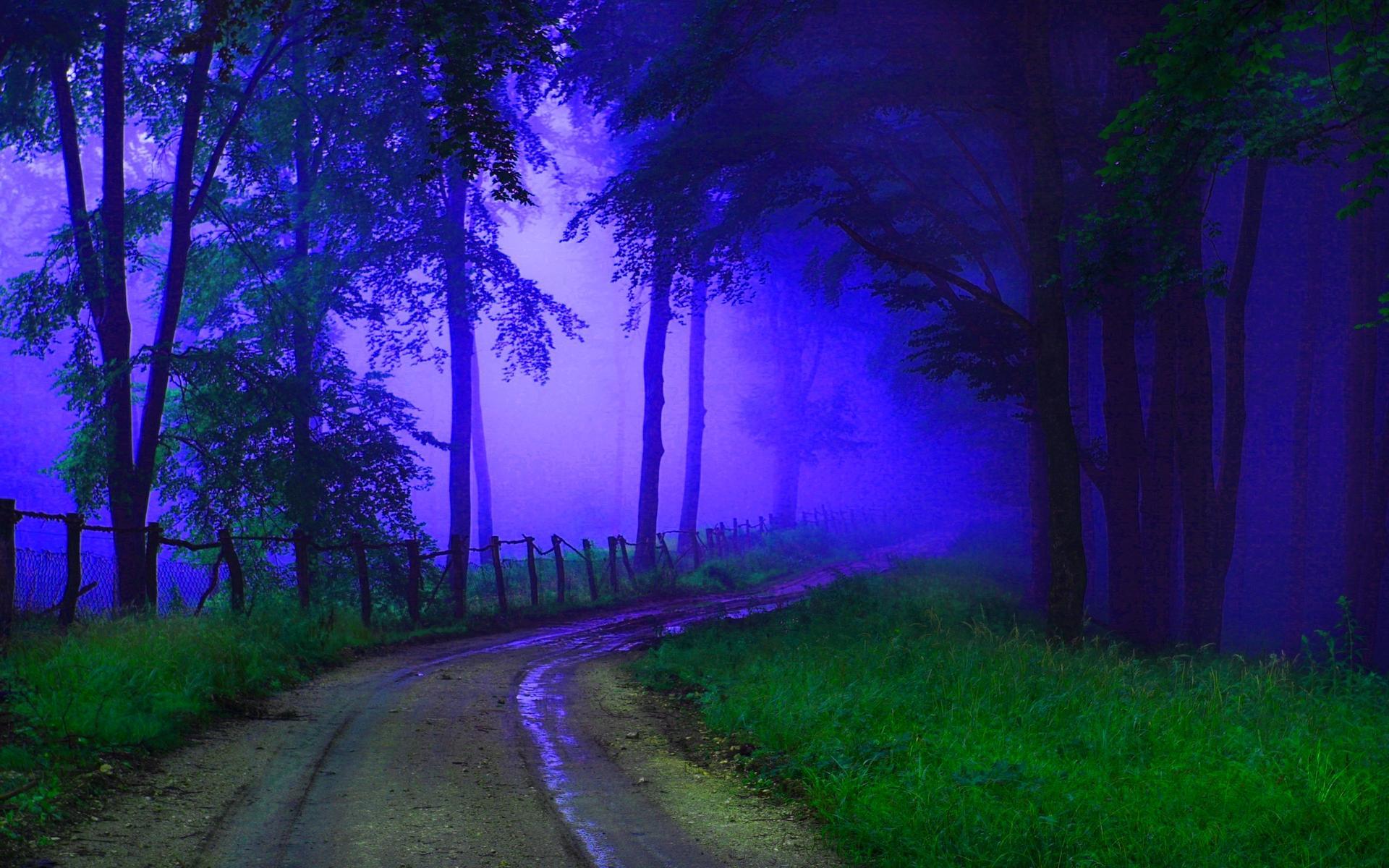 Dark Misty Forest Wallpapers - Top Free Dark Misty Forest Backgrounds ...