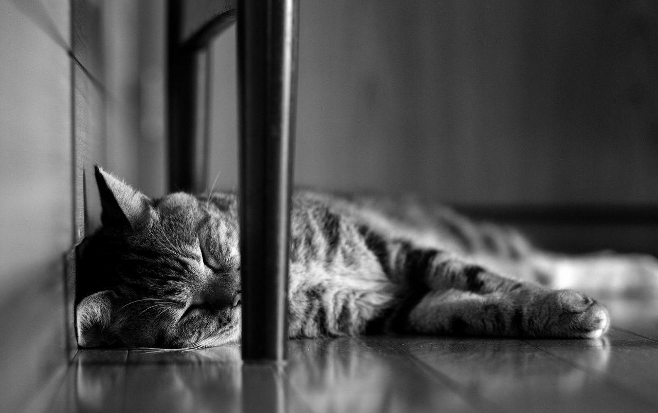 Lazy Cat Wallpapers - Top Free Lazy Cat Backgrounds - WallpaperAccess