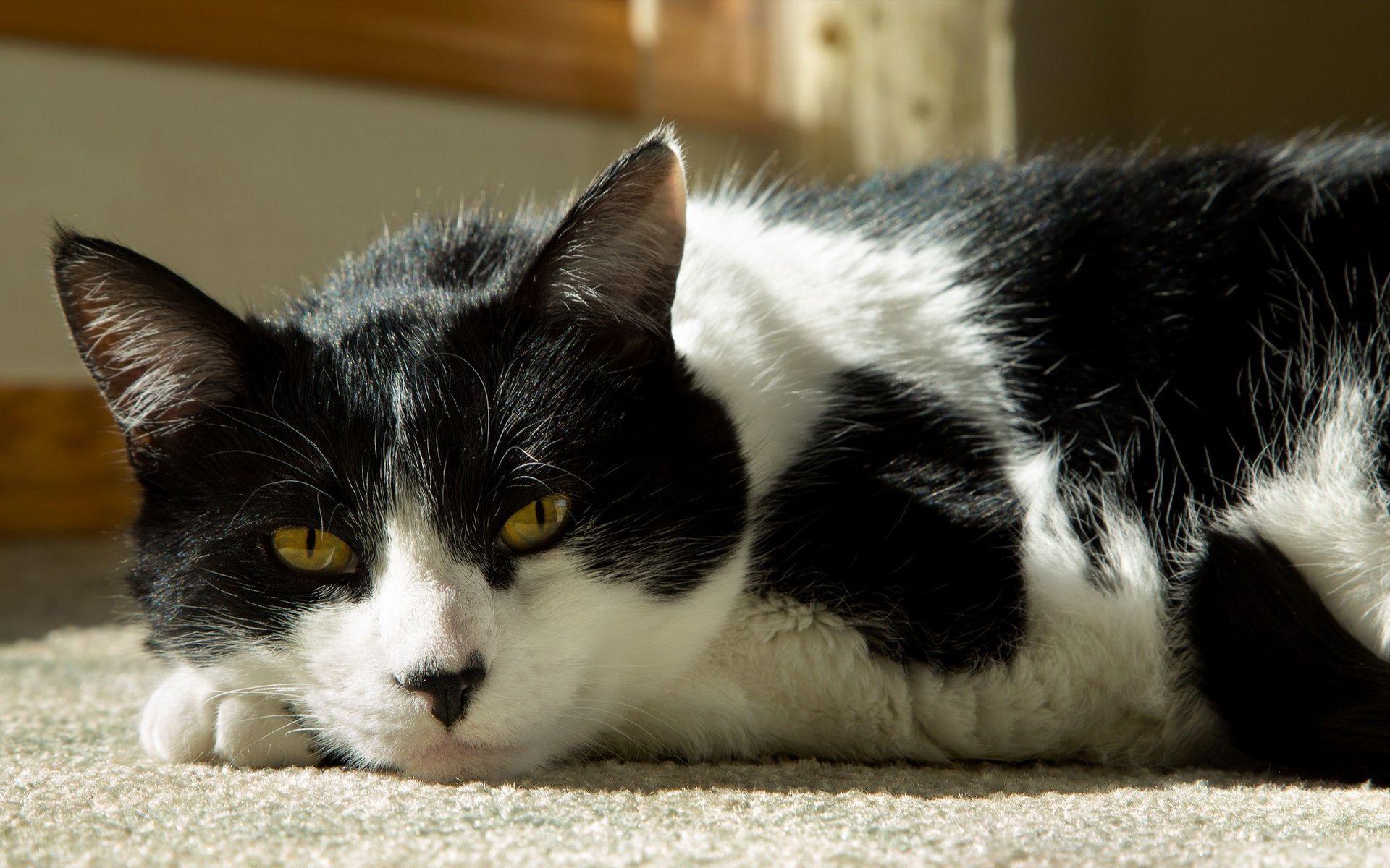 Lazy Cat Wallpapers - Top Free Lazy Cat Backgrounds - WallpaperAccess