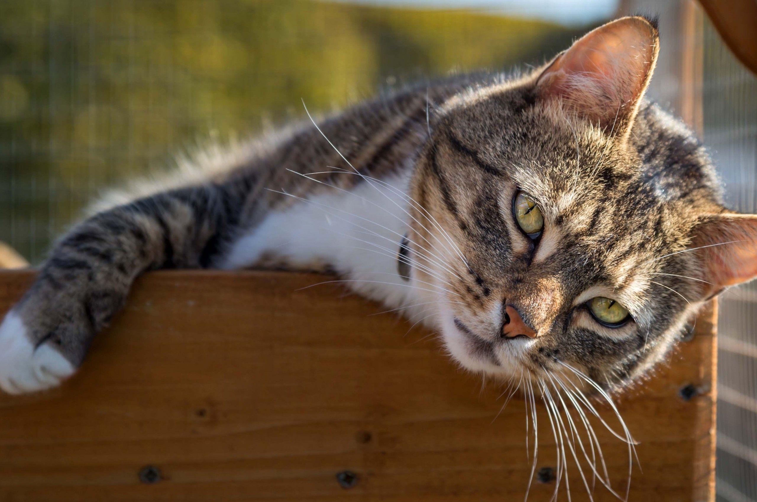 Lazy Cat Wallpapers - Top Free Lazy Cat Backgrounds - WallpaperAccess