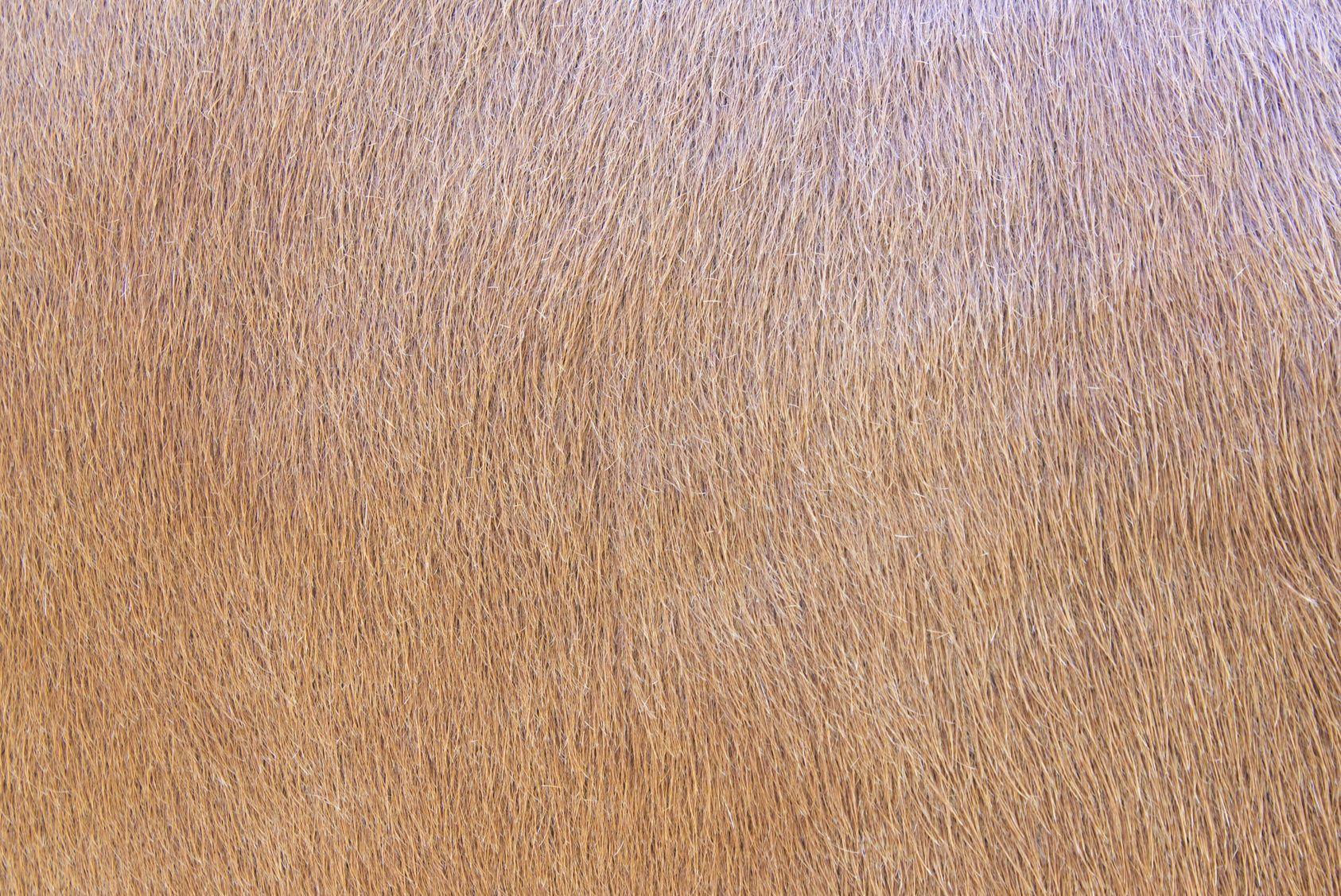 Cowhide Wallpapers - Top Free Cowhide Backgrounds - WallpaperAccess