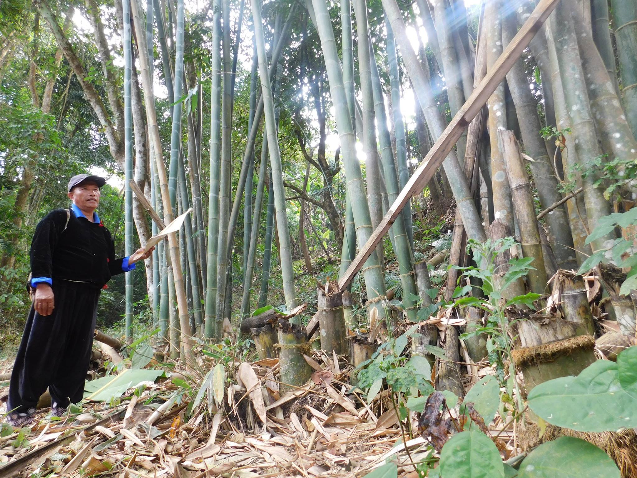 Hmong Bamboo Wallpapers - Top Free Hmong Bamboo Backgrounds ...