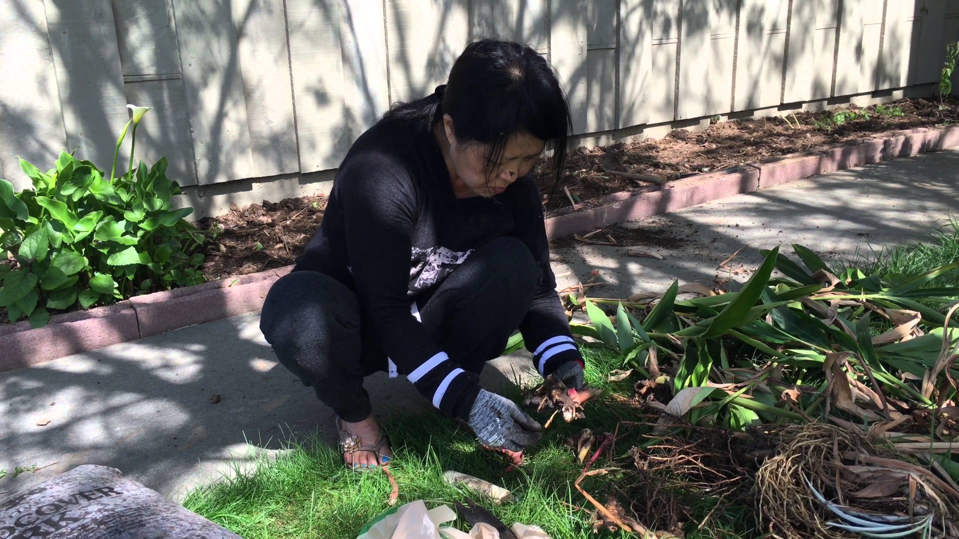 Hmong Bamboo Wallpapers - Top Free Hmong Bamboo Backgrounds ...