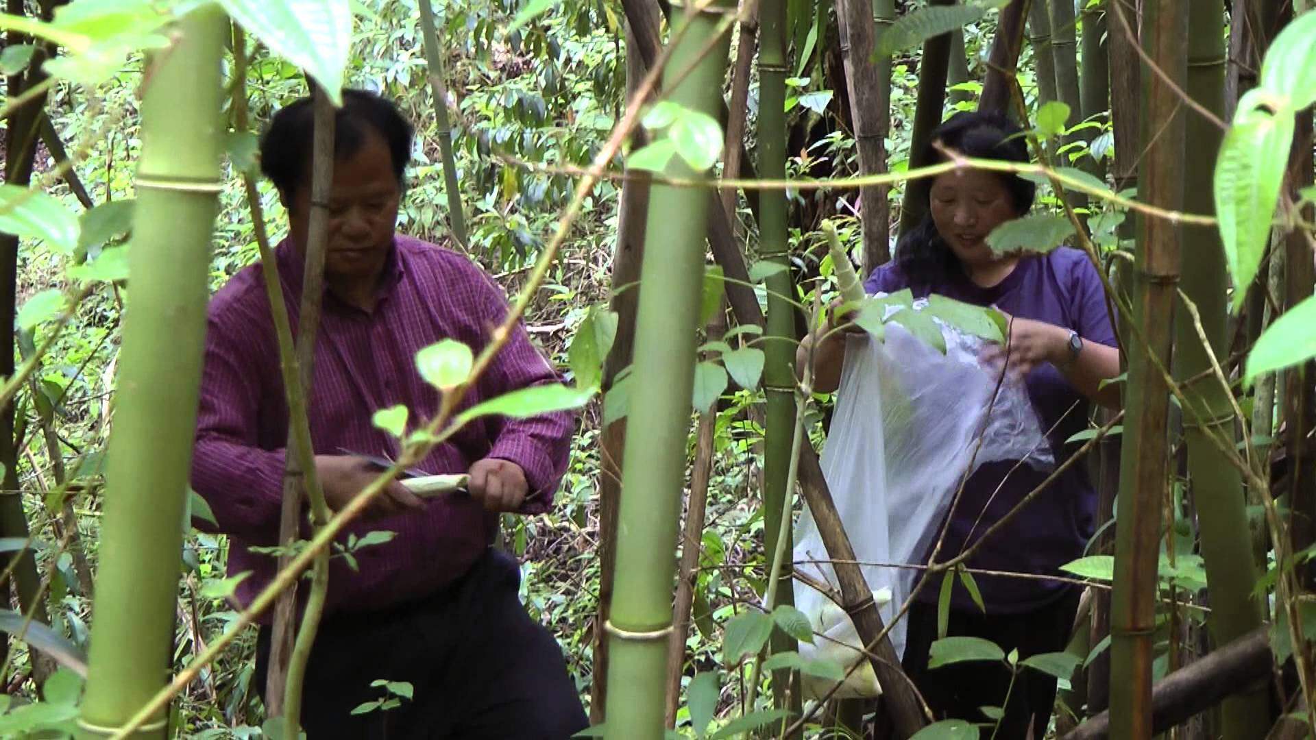 Hmong Bamboo Wallpapers - Top Free Hmong Bamboo Backgrounds ...