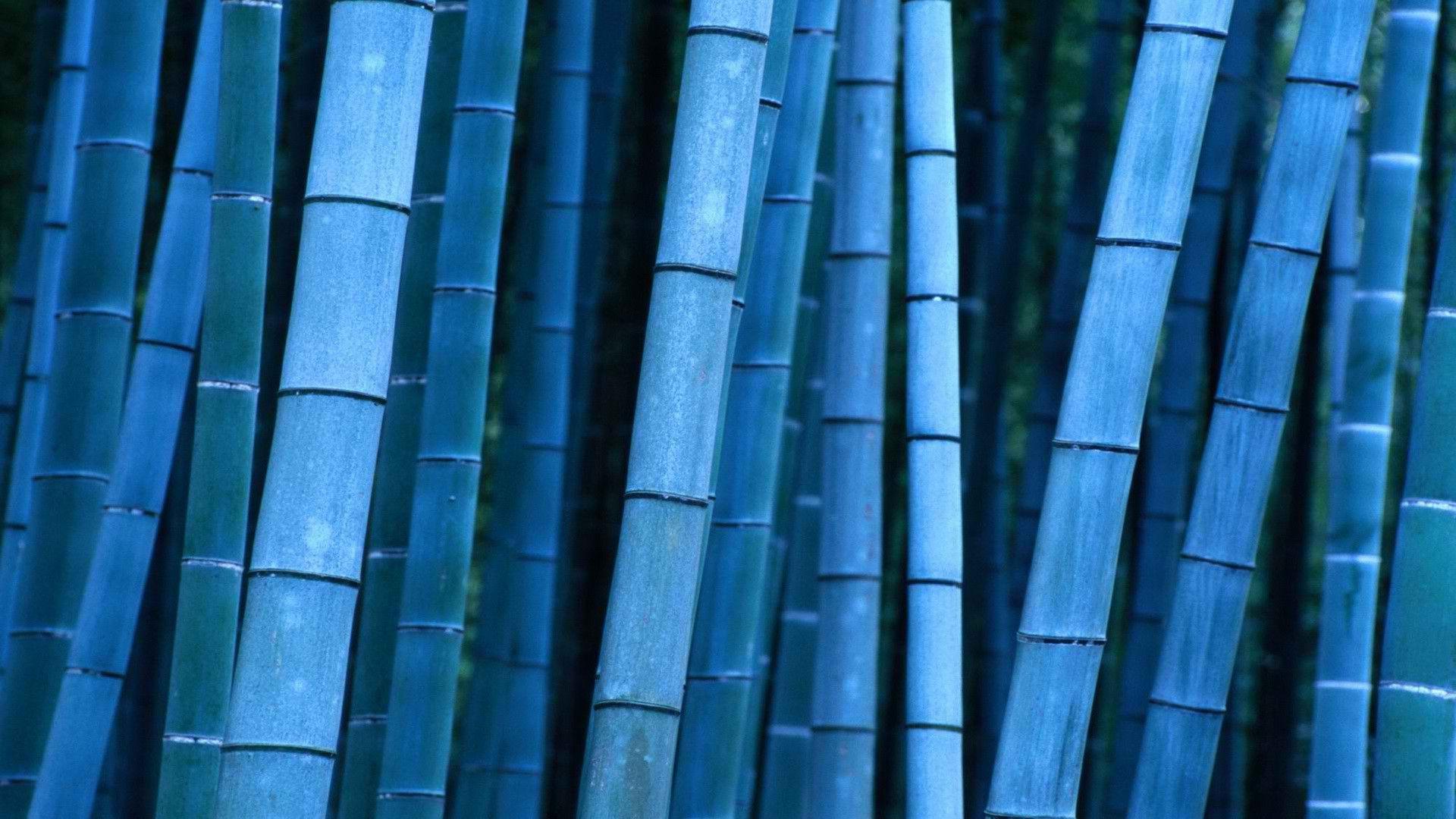 Hmong Bamboo Wallpapers - Top Free Hmong Bamboo Backgrounds ...