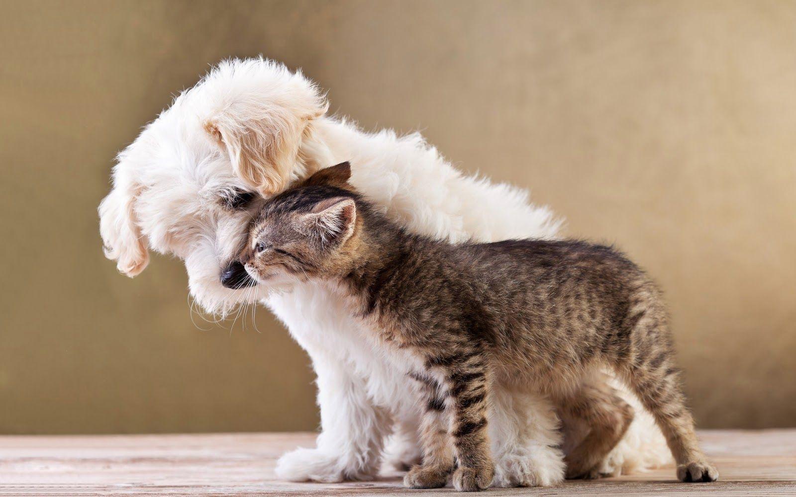 Animal Friends Wallpapers - Top Free Animal Friends Backgrounds ...