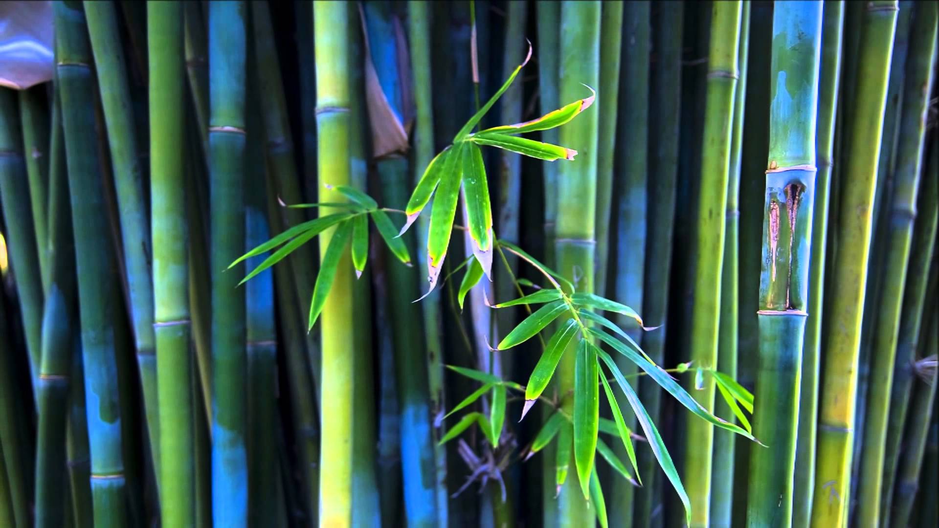 Hmong Bamboo Wallpapers - Top Free Hmong Bamboo Backgrounds ...