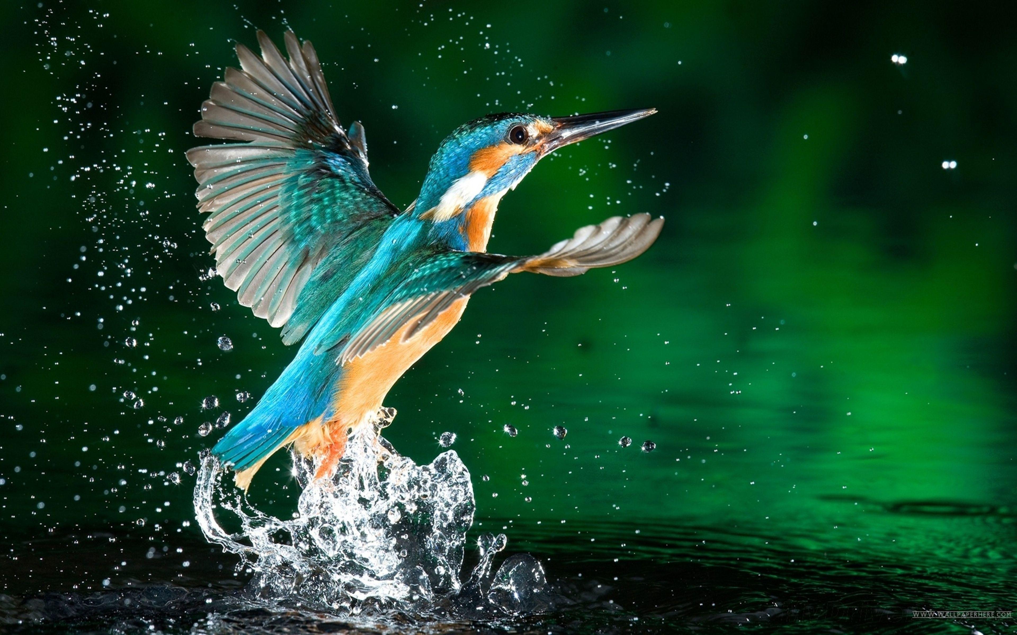 Kingfisher Bird Wallpapers - Top Free Kingfisher Bird Backgrounds ...