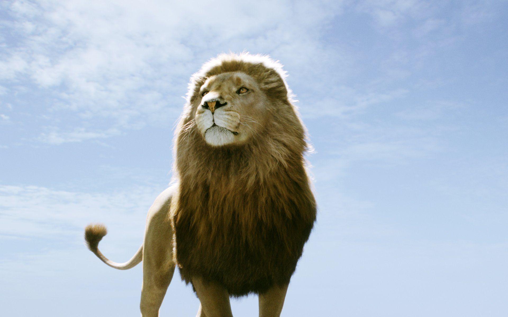 Narnia HD Wallpapers - Top Free Narnia HD Backgrounds - WallpaperAccess