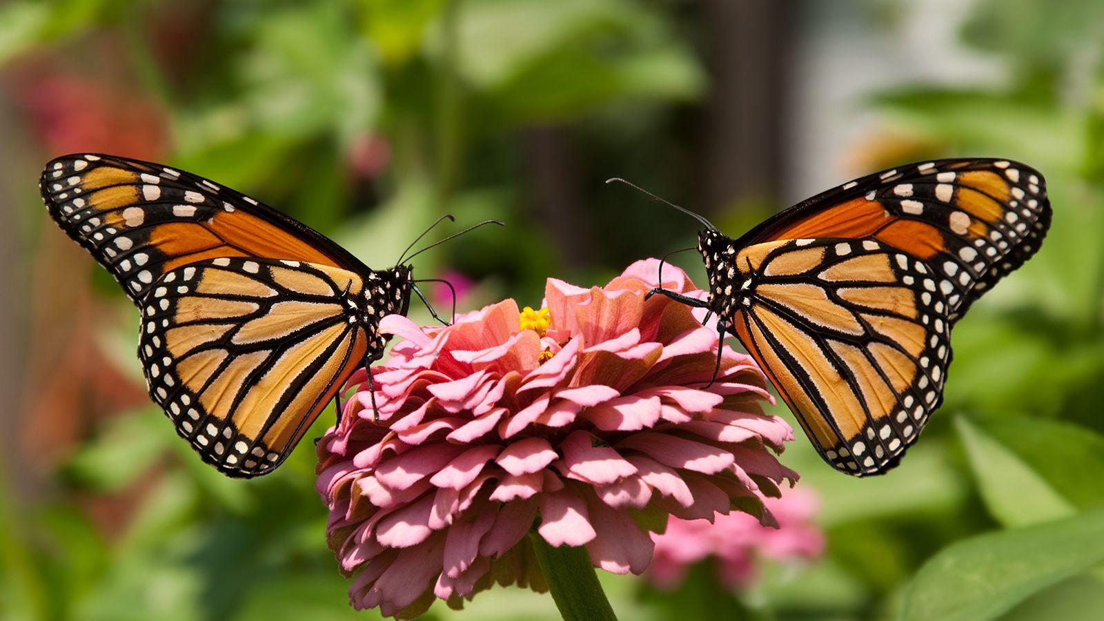 Monarch Butterfly Wallpapers - Top Free Monarch Butterfly Backgrounds ...