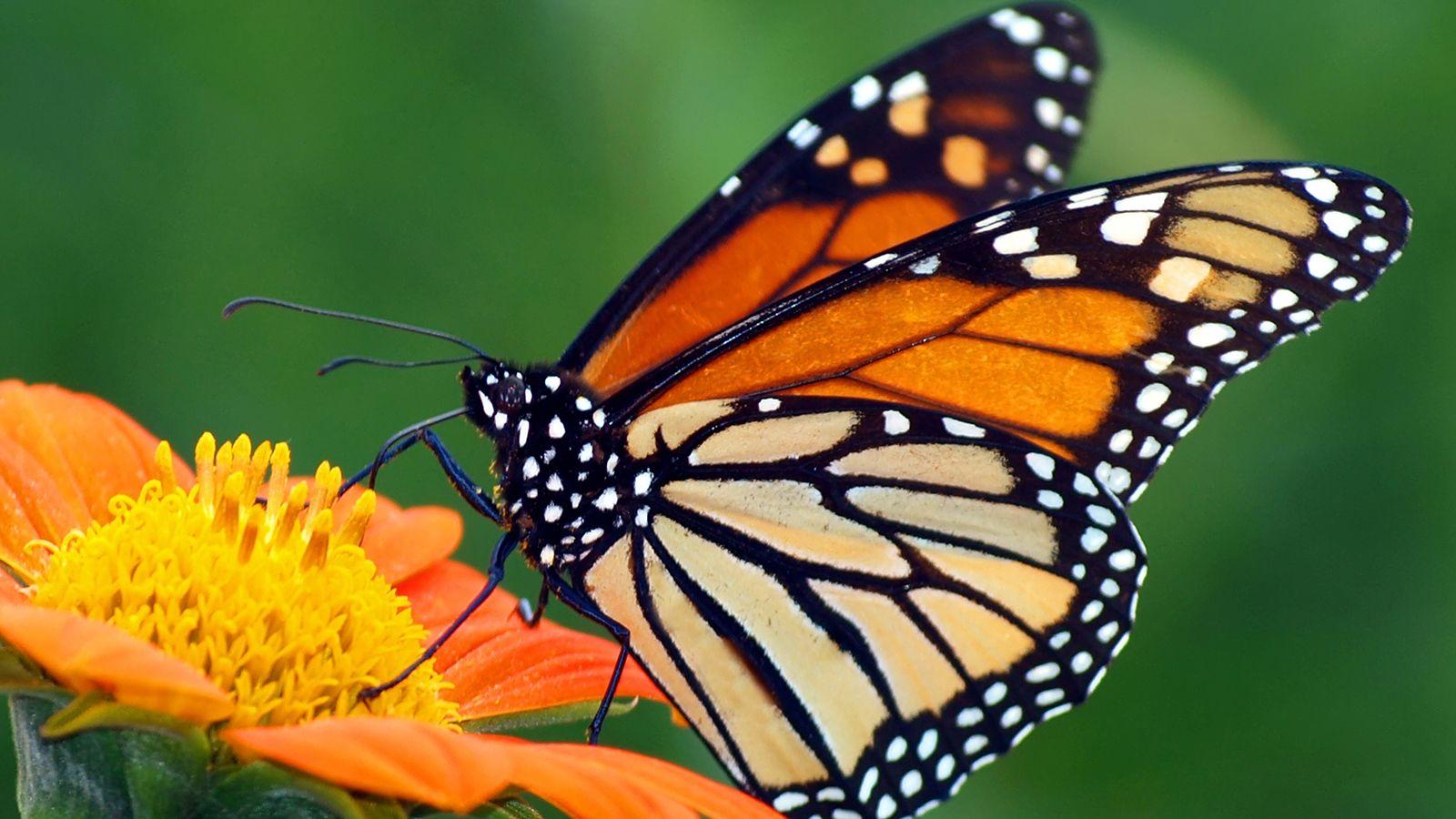 Monarch Butterfly Wallpapers - Top Free Monarch Butterfly Backgrounds ...
