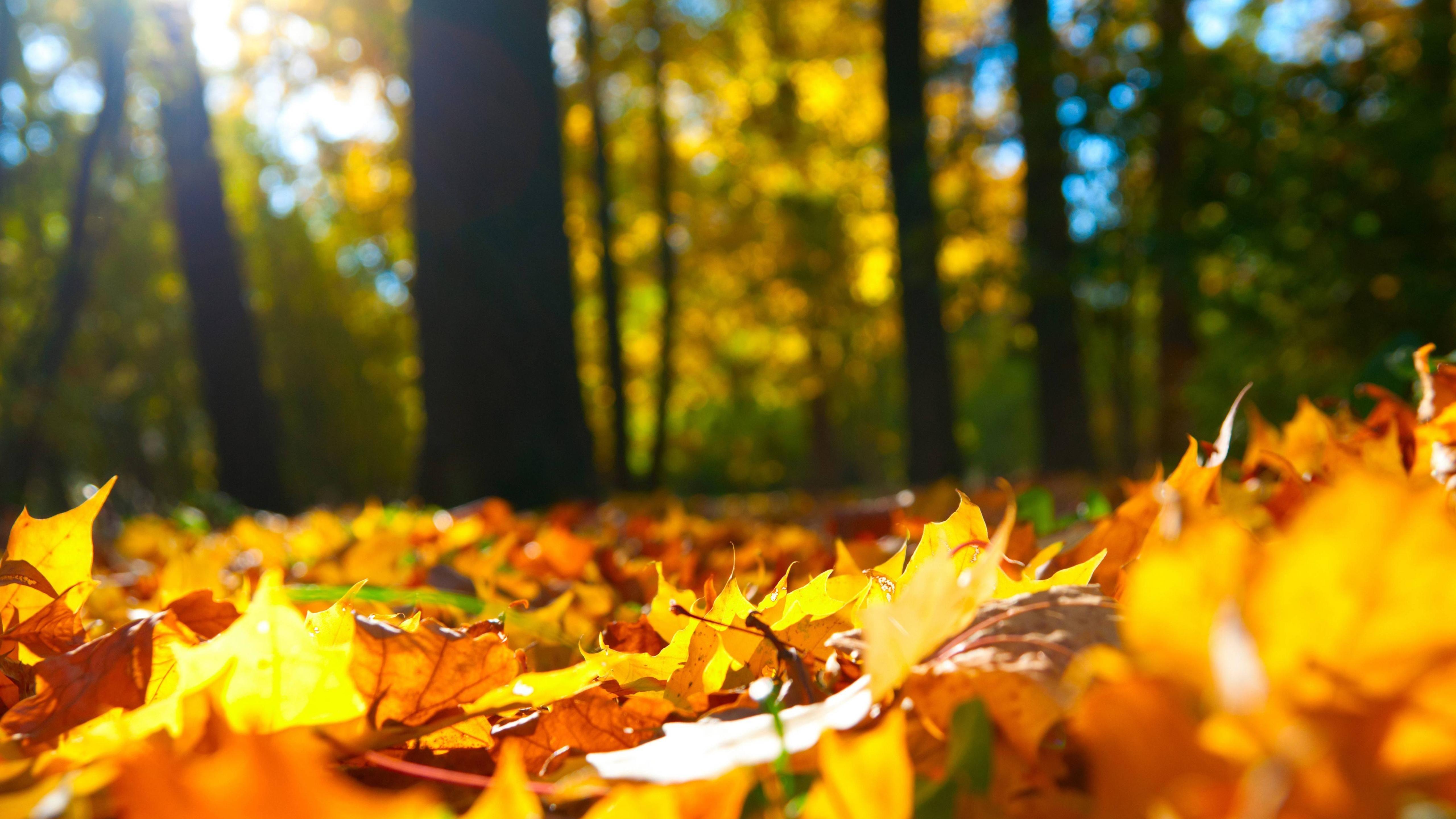 Welcome Autumn Wallpapers - Top Free Welcome Autumn Backgrounds ...