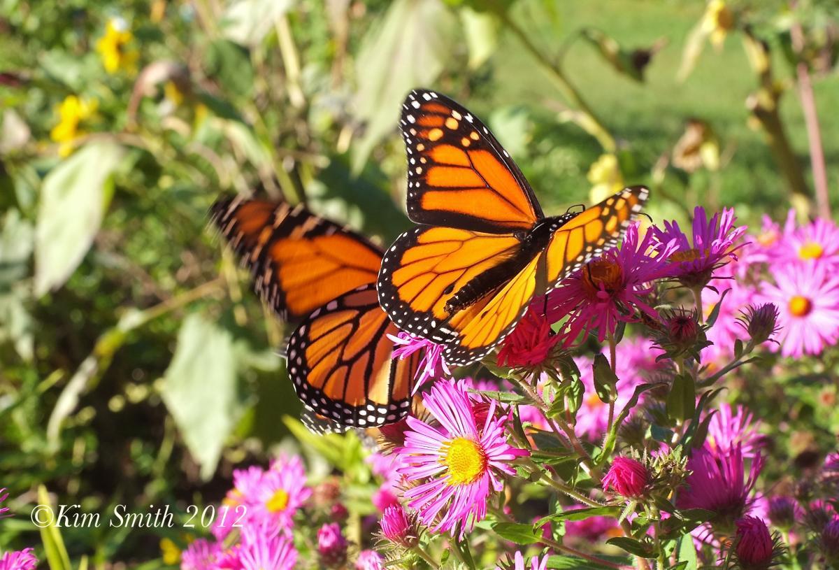 Monarch Butterfly Wallpapers - Top Free Monarch Butterfly Backgrounds ...