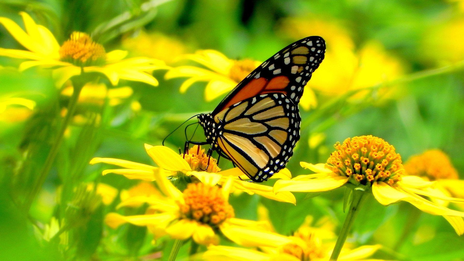 Monarch Butterfly Wallpapers - Top Free Monarch Butterfly Backgrounds ...