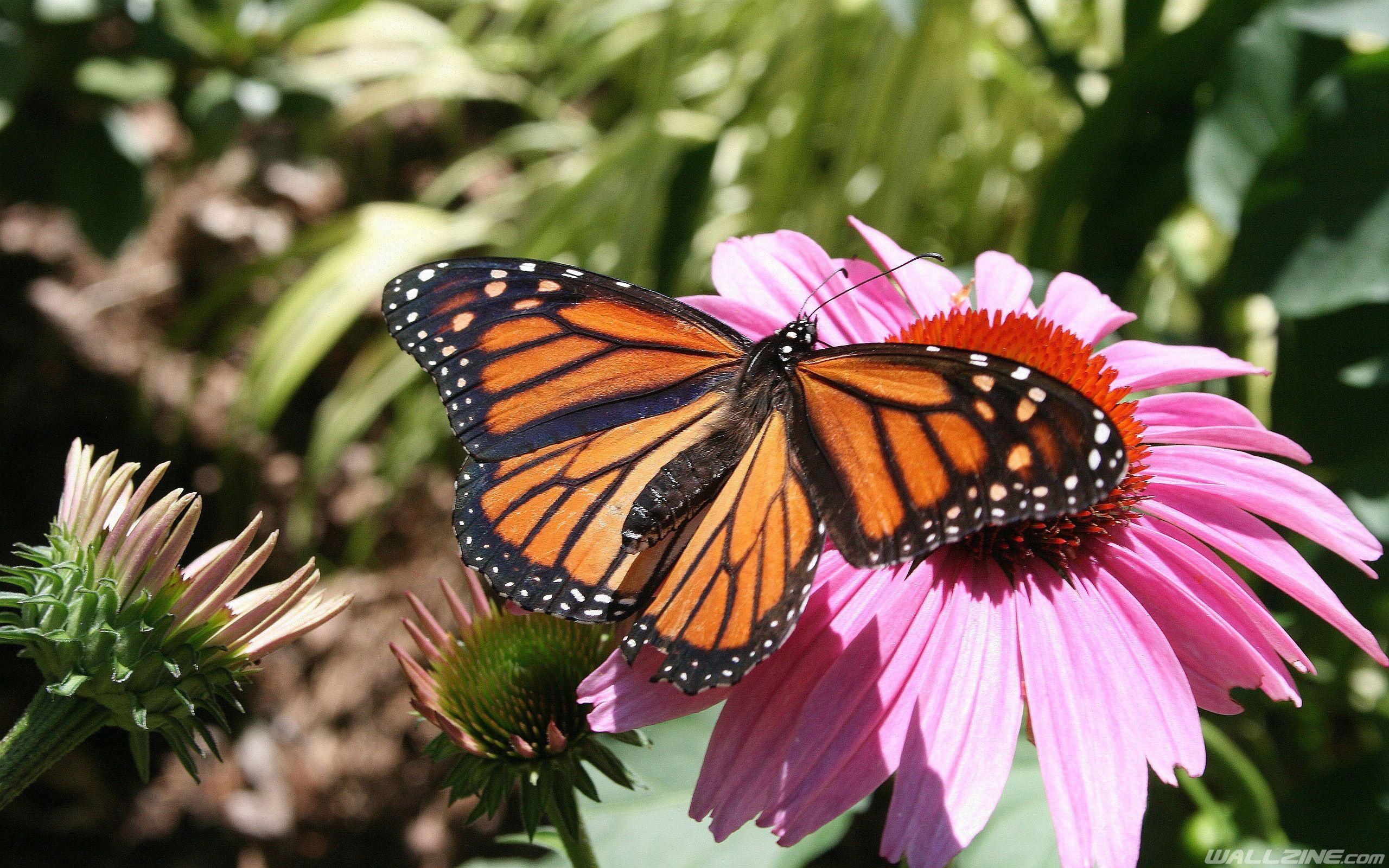 Monarch Butterfly Wallpapers - Top Free Monarch Butterfly Backgrounds ...
