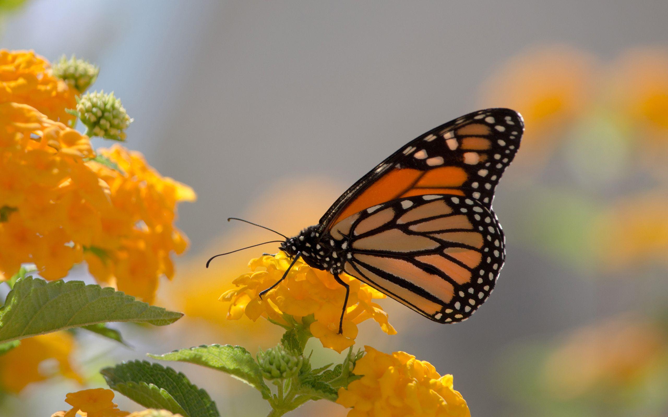 Monarch Butterfly Wallpapers - Top Free Monarch Butterfly Backgrounds ...