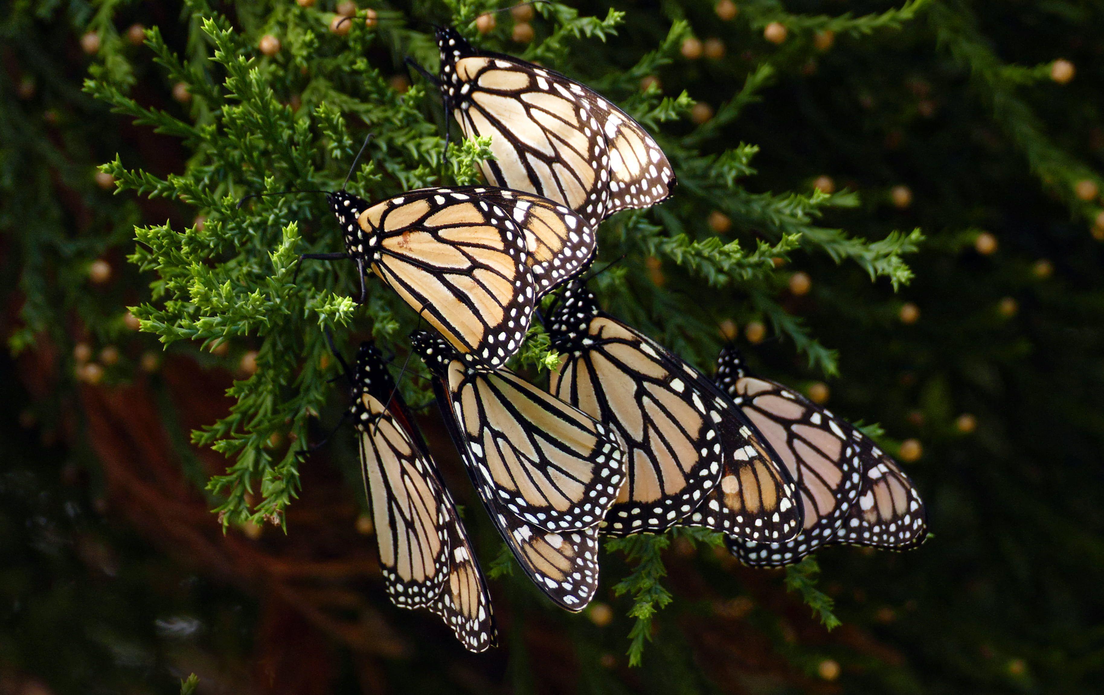 Monarch Butterfly Wallpapers - Top Free Monarch Butterfly Backgrounds ...