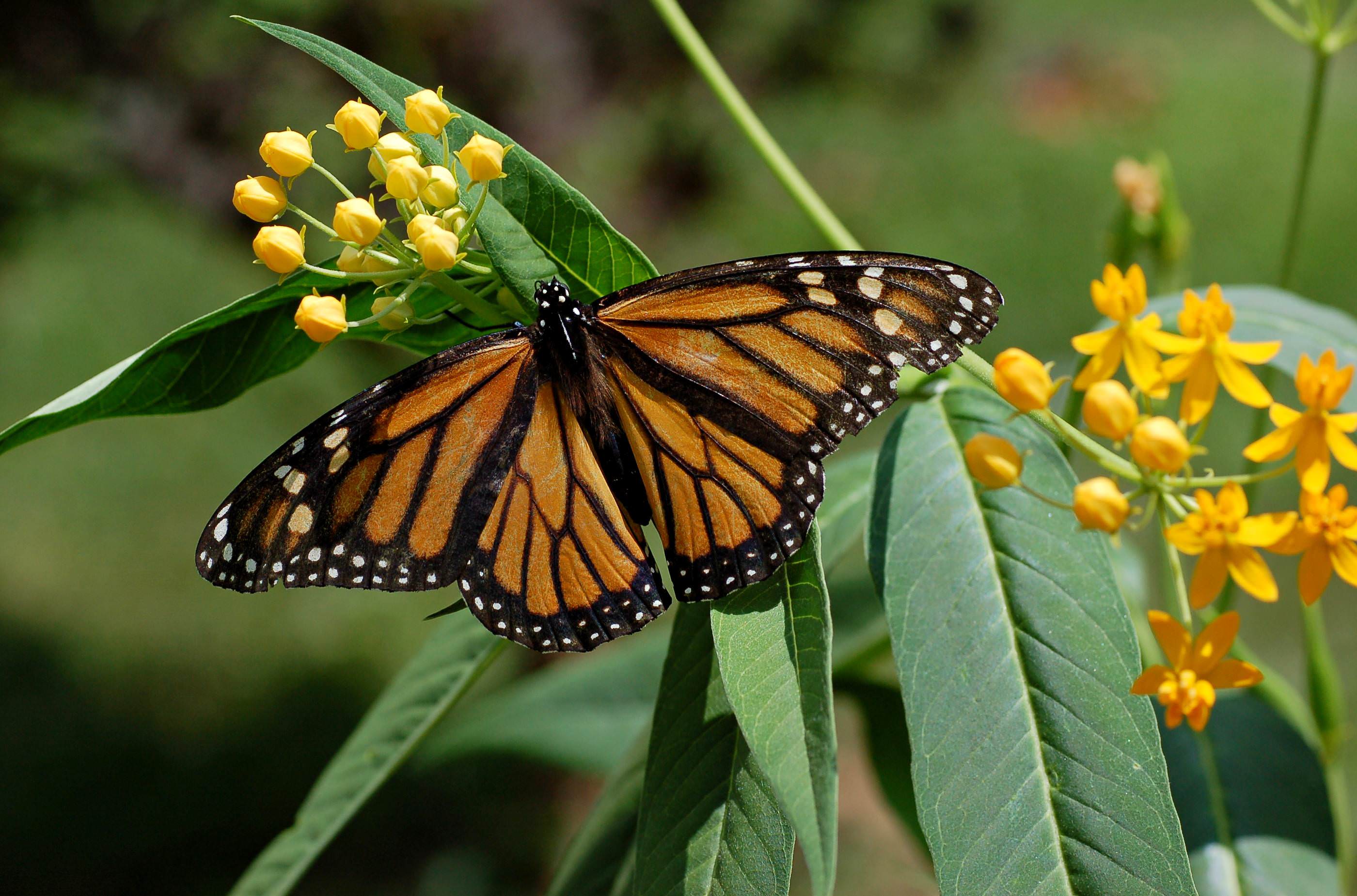 Monarch Butterfly Wallpapers - Top Free Monarch Butterfly Backgrounds ...