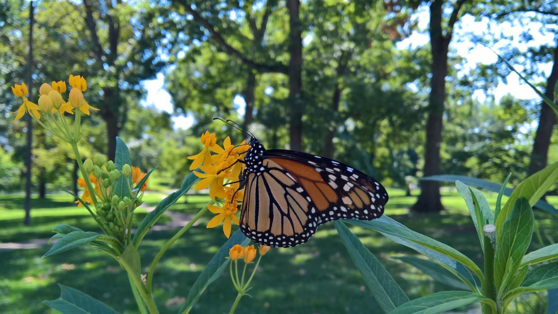 Monarch Butterfly Wallpapers - Top Free Monarch Butterfly Backgrounds ...