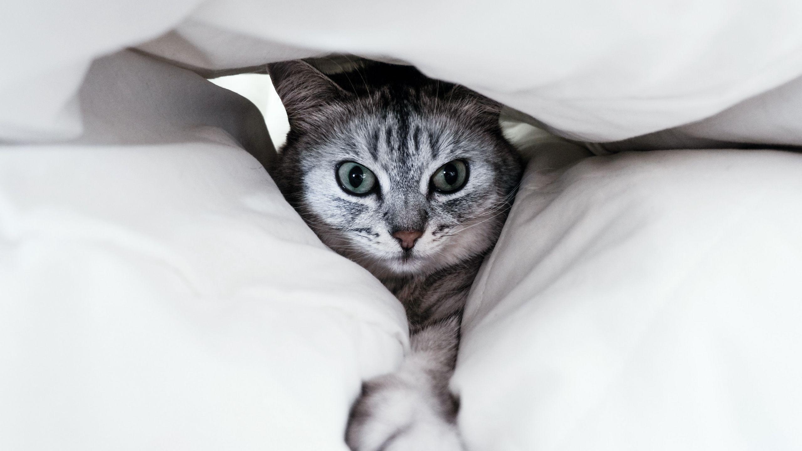 Funny Pet Wallpapers - Top Free Funny Pet Backgrounds - WallpaperAccess