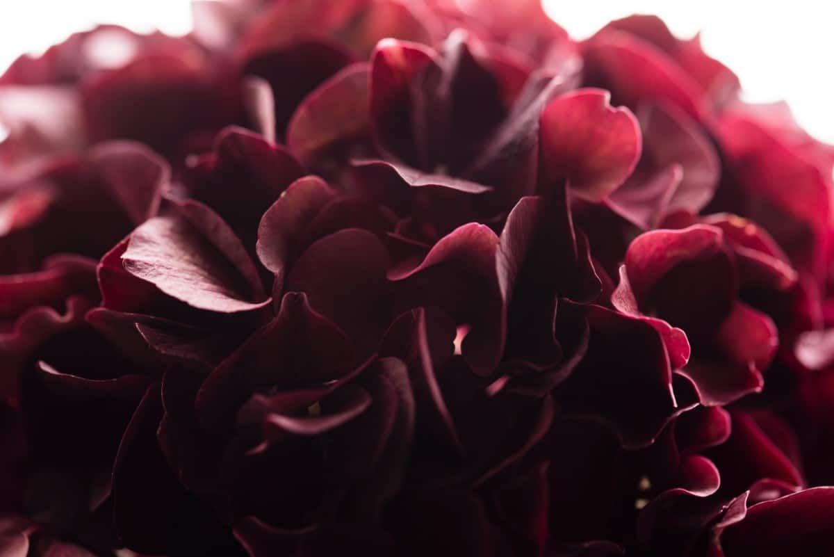 Burgundy Flower Wallpapers - Top Free Burgundy Flower Backgrounds ...