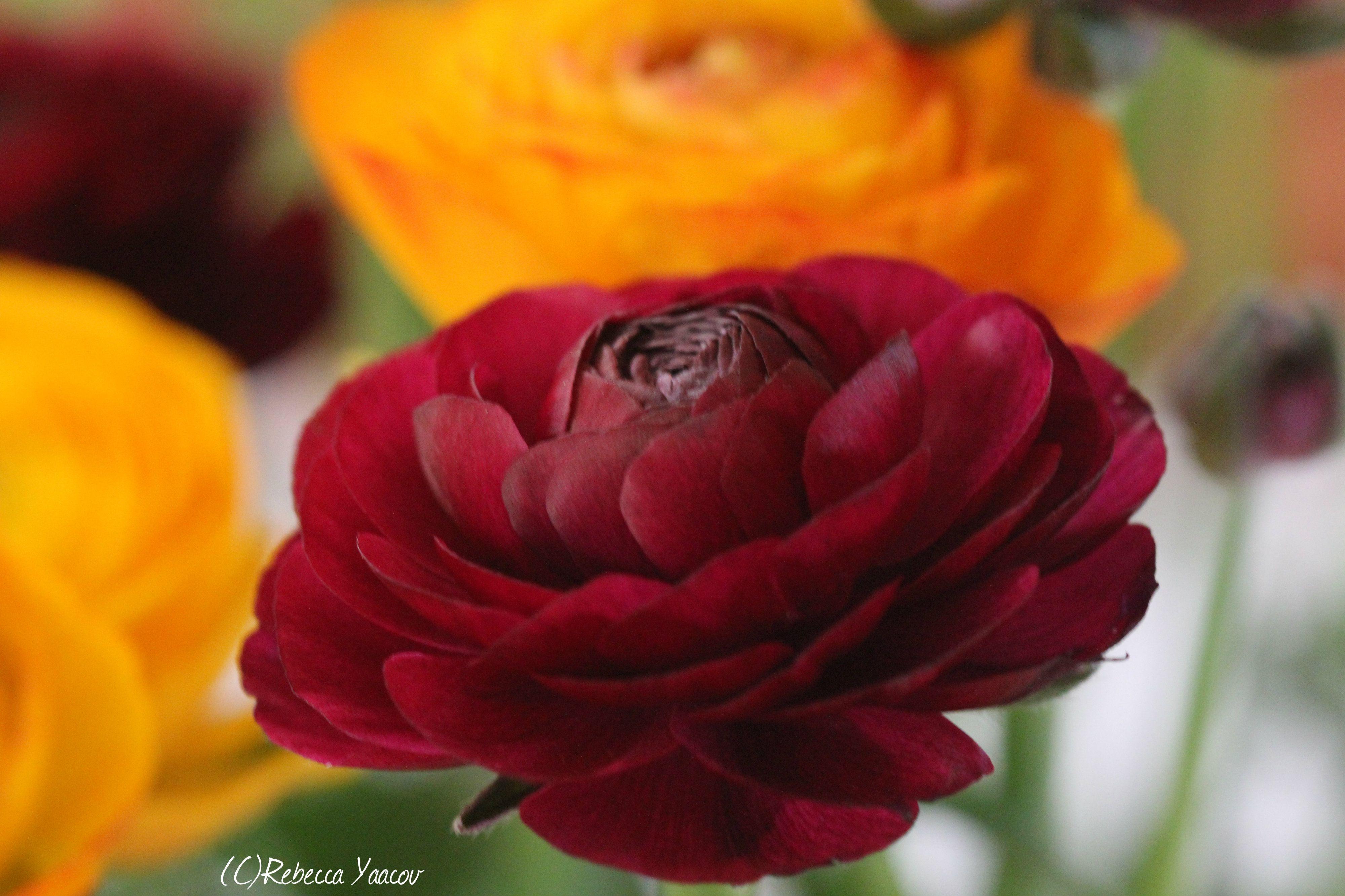 Burgundy Flower Wallpapers - Top Free Burgundy Flower Backgrounds - WallpaperAccess