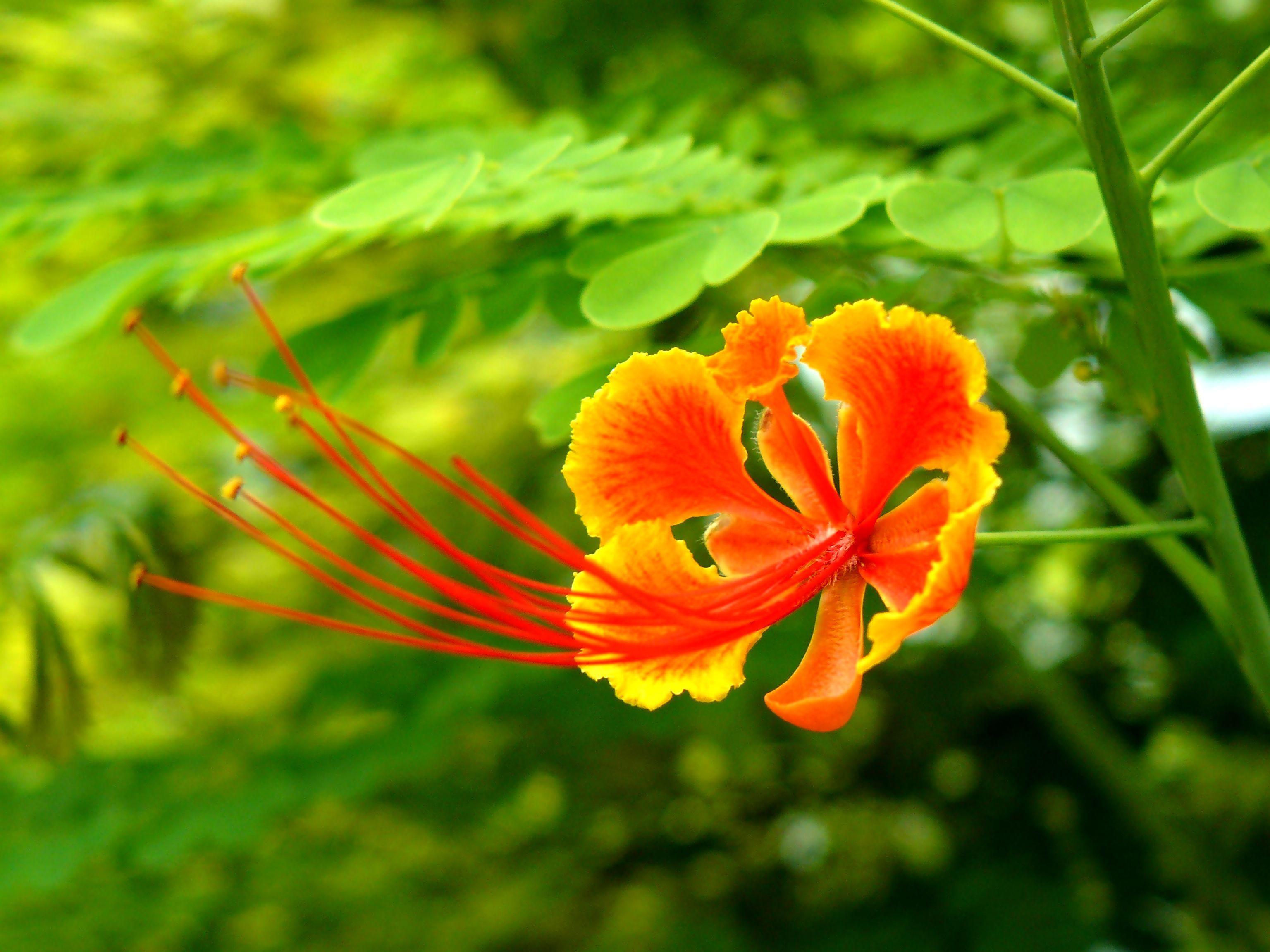 Singapore Flower Wallpapers - Top Free Singapore Flower Backgrounds ...