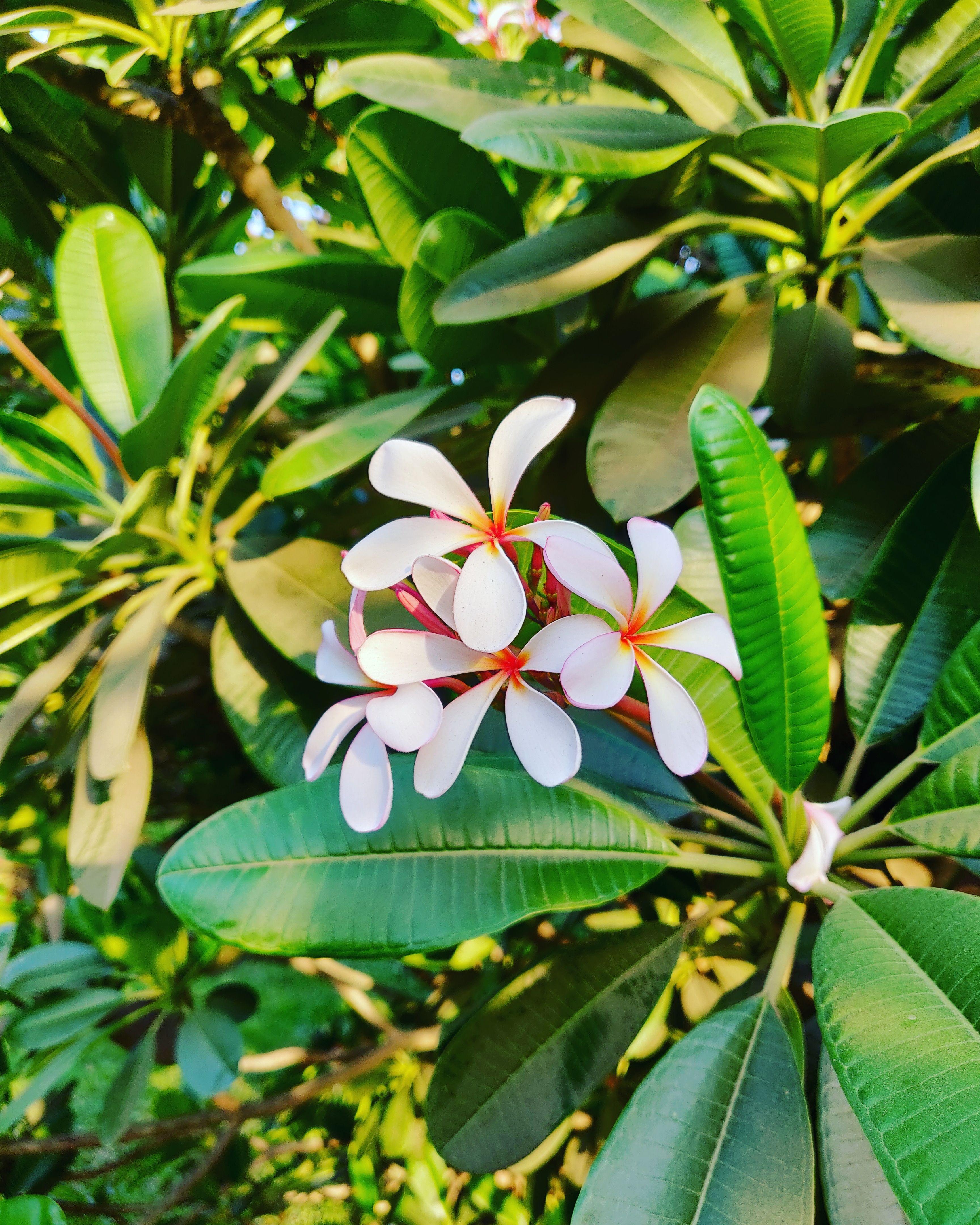 Singapore Flower Wallpapers - Top Free Singapore Flower Backgrounds ...