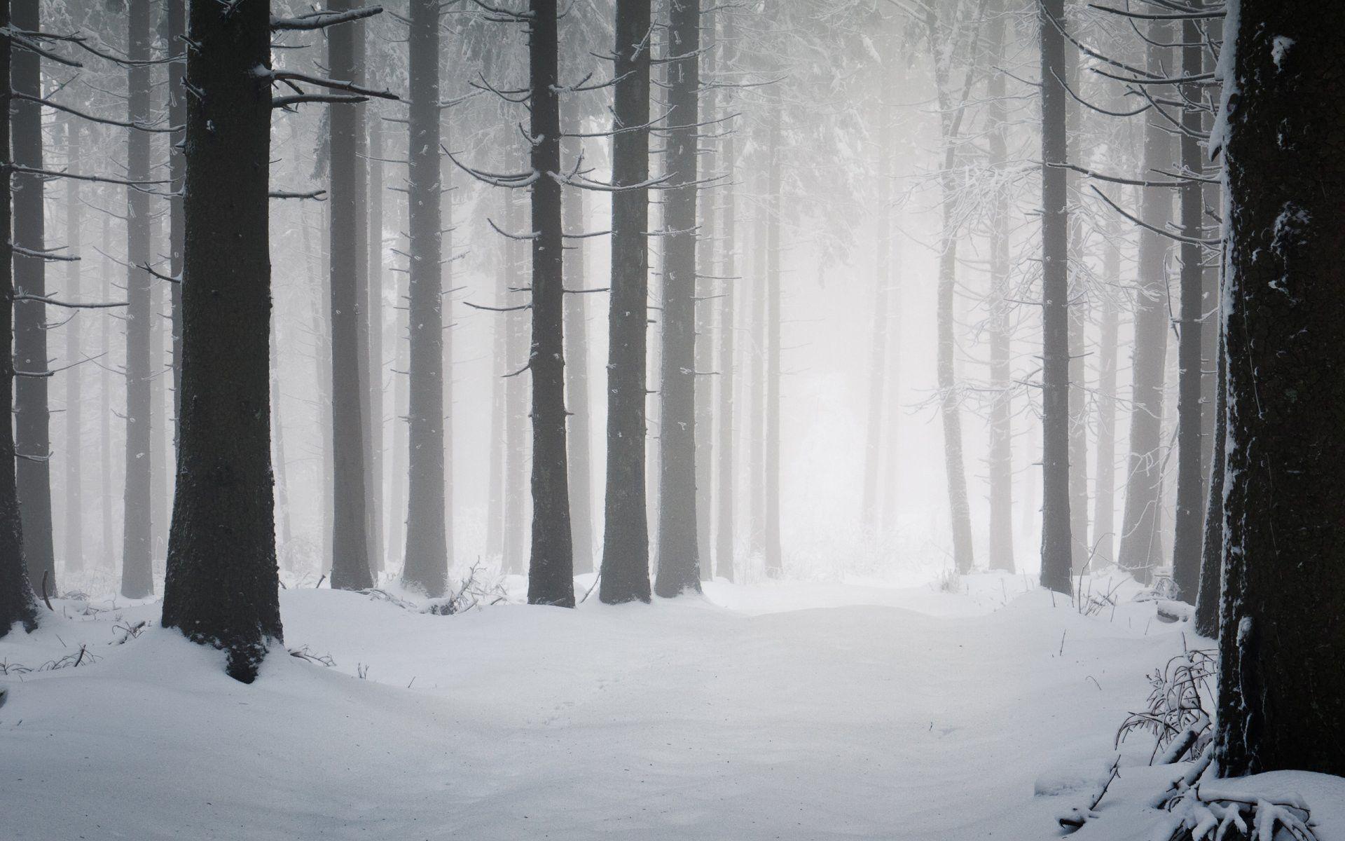 Dark Winter Forest Desktop Wallpapers - Top Free Dark Winter Forest ...