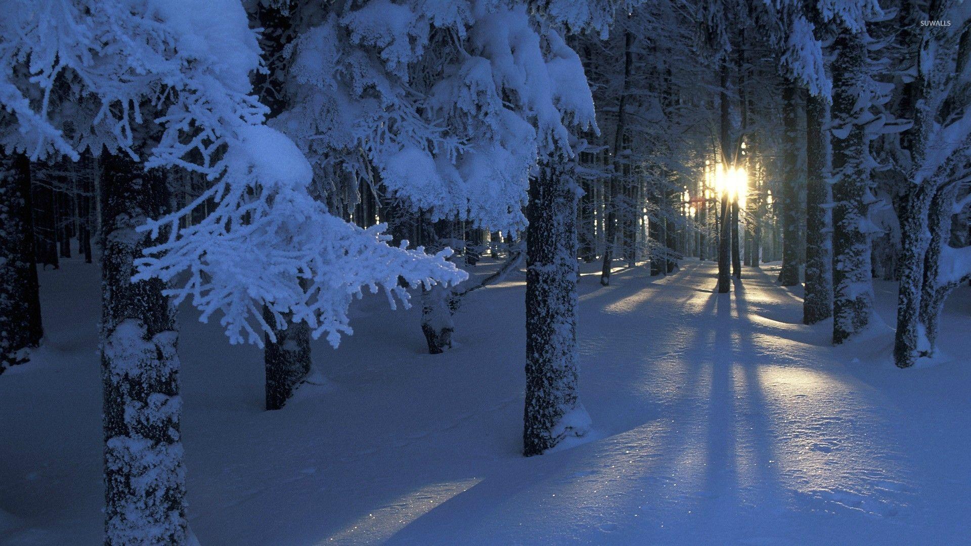 Dark Winter Forest Desktop Wallpapers - Top Free Dark Winter Forest ...