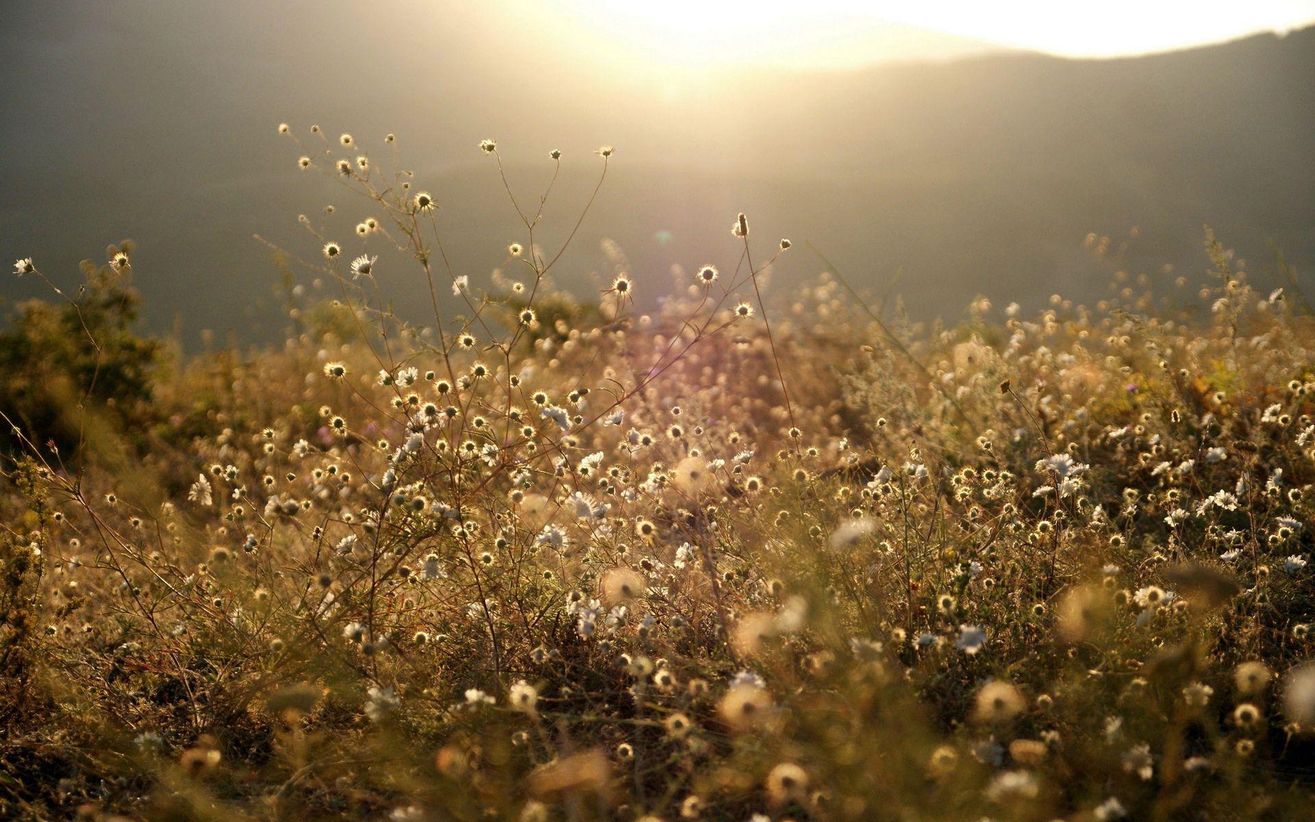 Meadow Sunrise Wallpapers - Top Free Meadow Sunrise Backgrounds ...