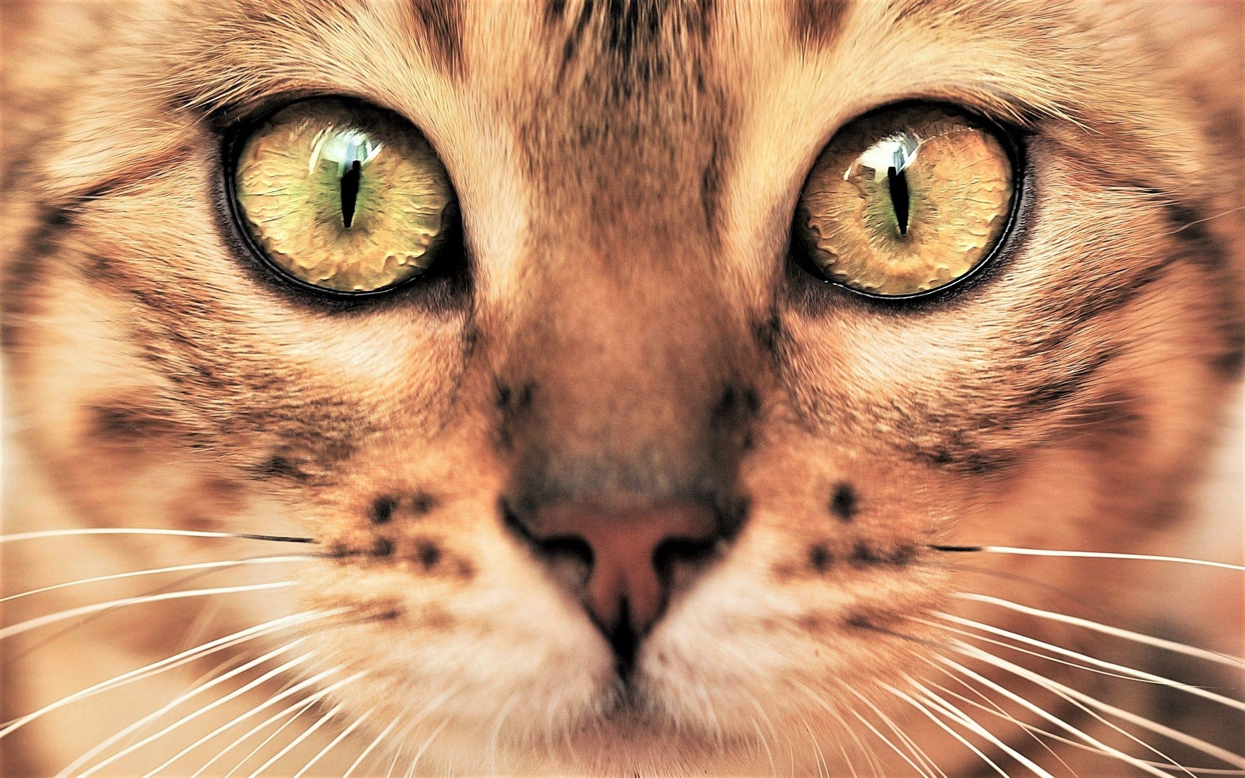 Cat Face Wallpapers - Top Free Cat Face Backgrounds - WallpaperAccess