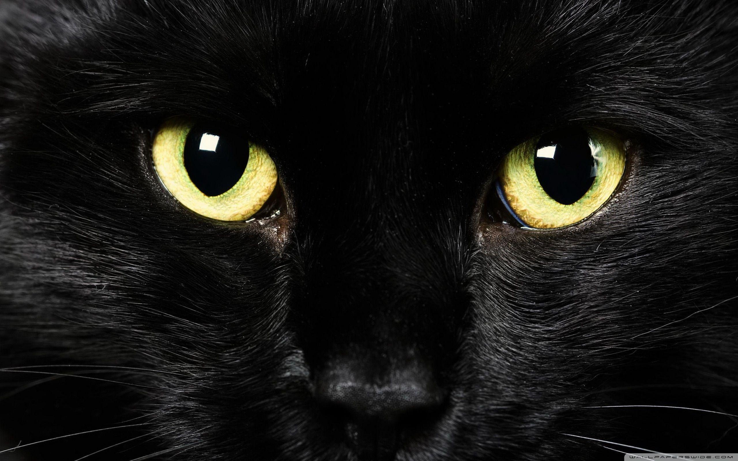 Cat Face Wallpapers - Top Free Cat Face Backgrounds - WallpaperAccess