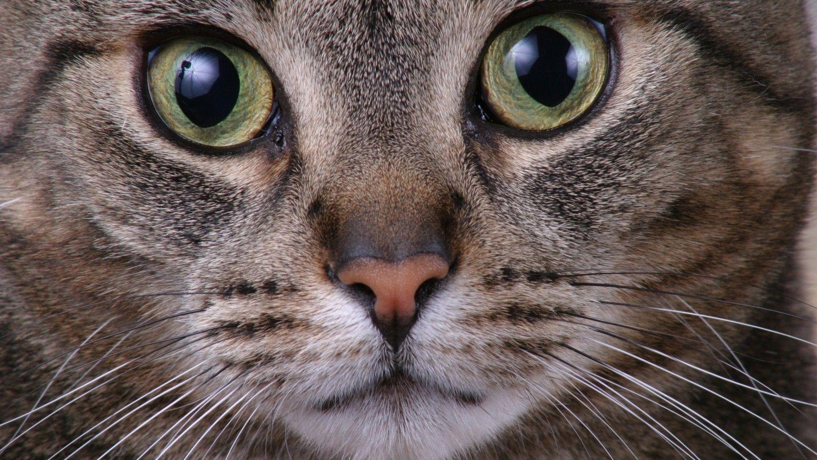 Cat Face Wallpapers - Top Free Cat Face Backgrounds - WallpaperAccess