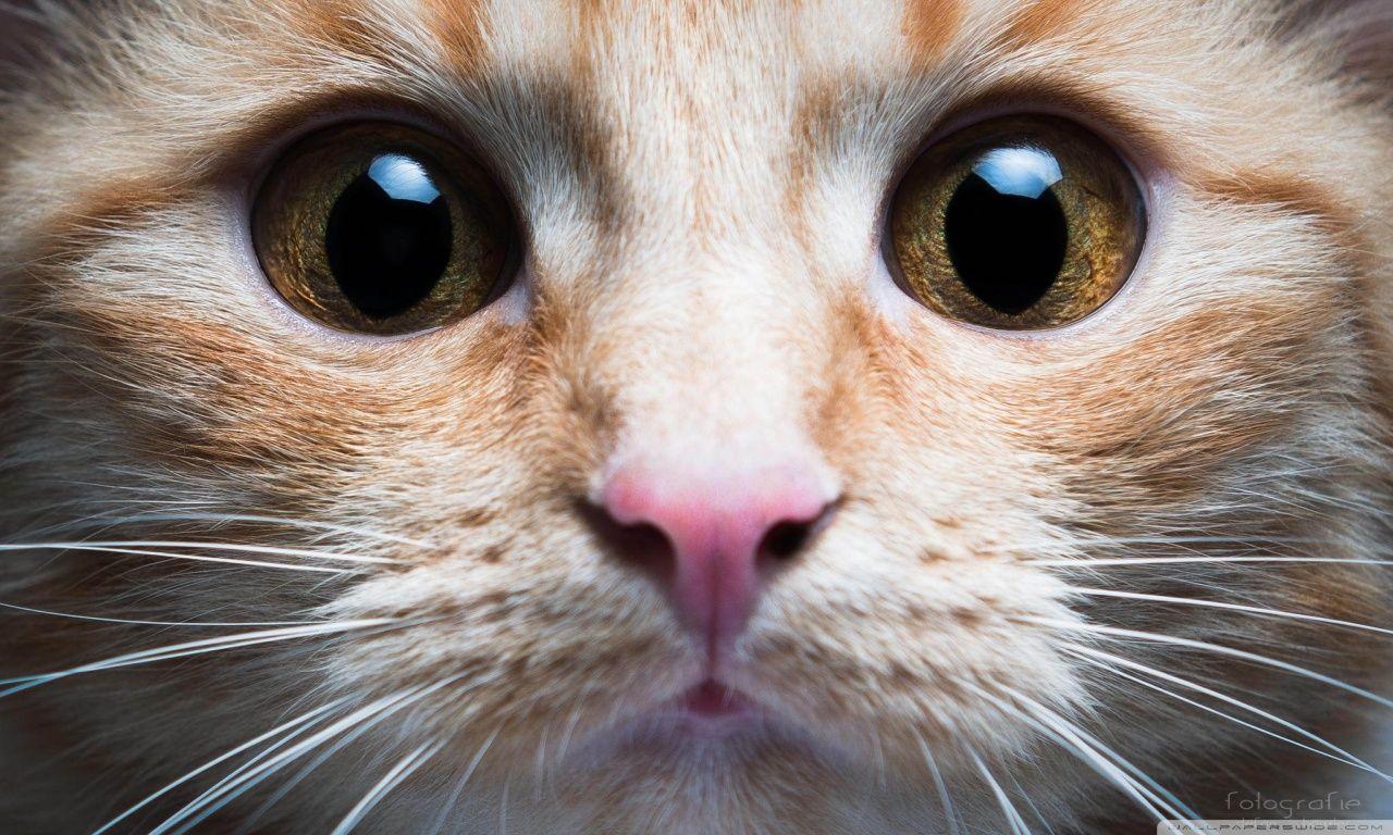 Cat Face Wallpapers - Top Free Cat Face Backgrounds - WallpaperAccess