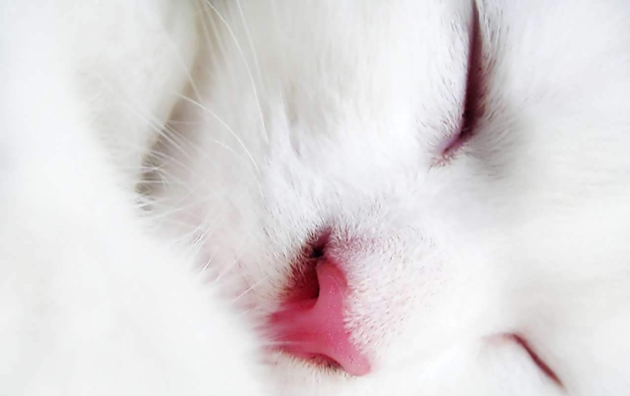 Cat Face Wallpapers - Top Free Cat Face Backgrounds - WallpaperAccess